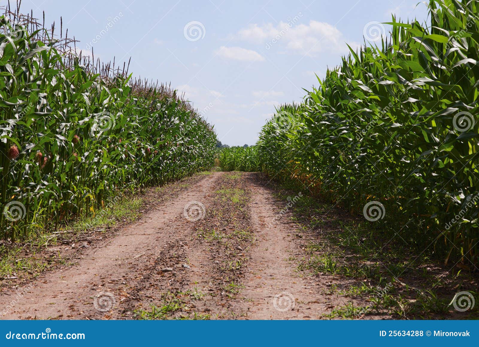 Field of corn stock photo. Image of plant, organic, nature - 25634288