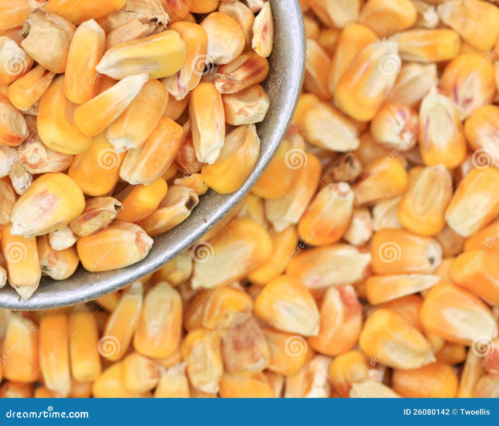 Field Corn stock photo. Image of crop, drought, bird - 26080142