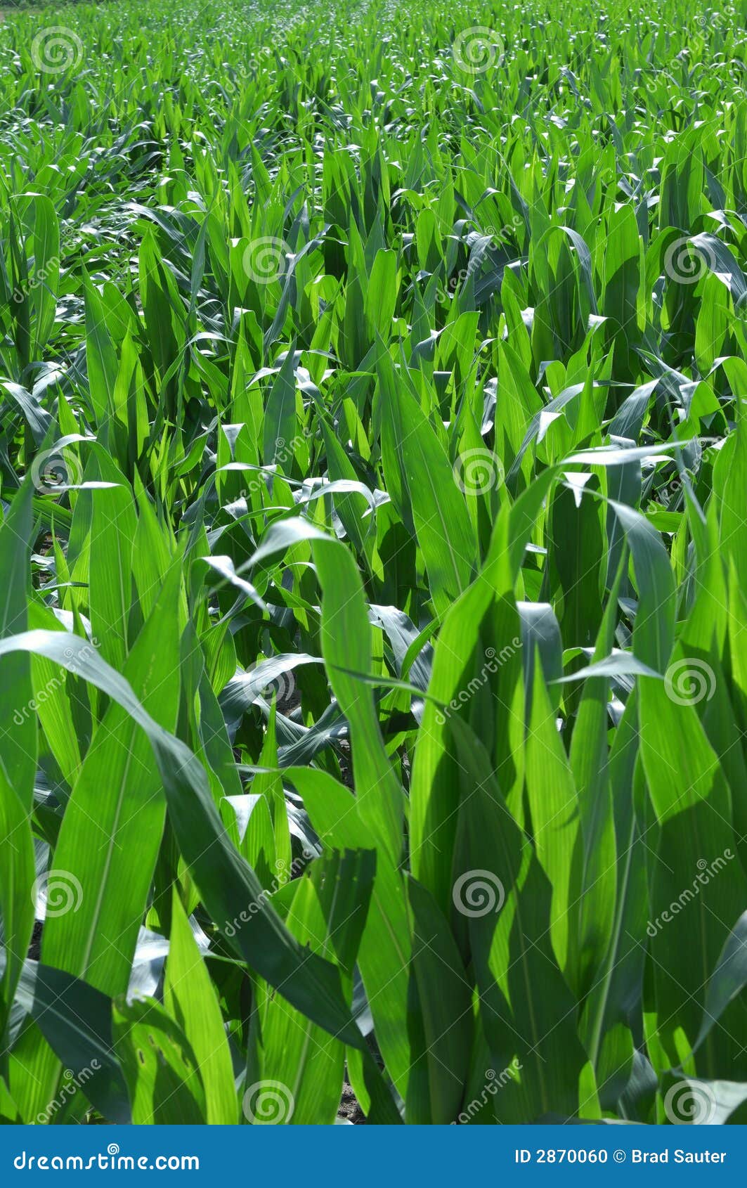 Field Corn stock photo. Image of farming, rural, indiana - 2870060