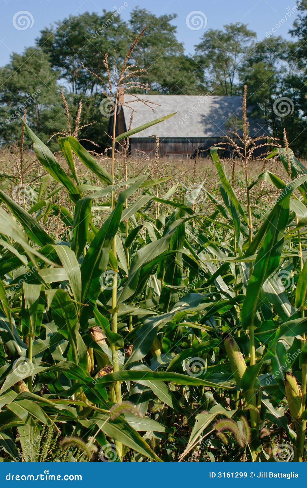 Field of Corn stock image. Image of country, rural, corn - 3161299