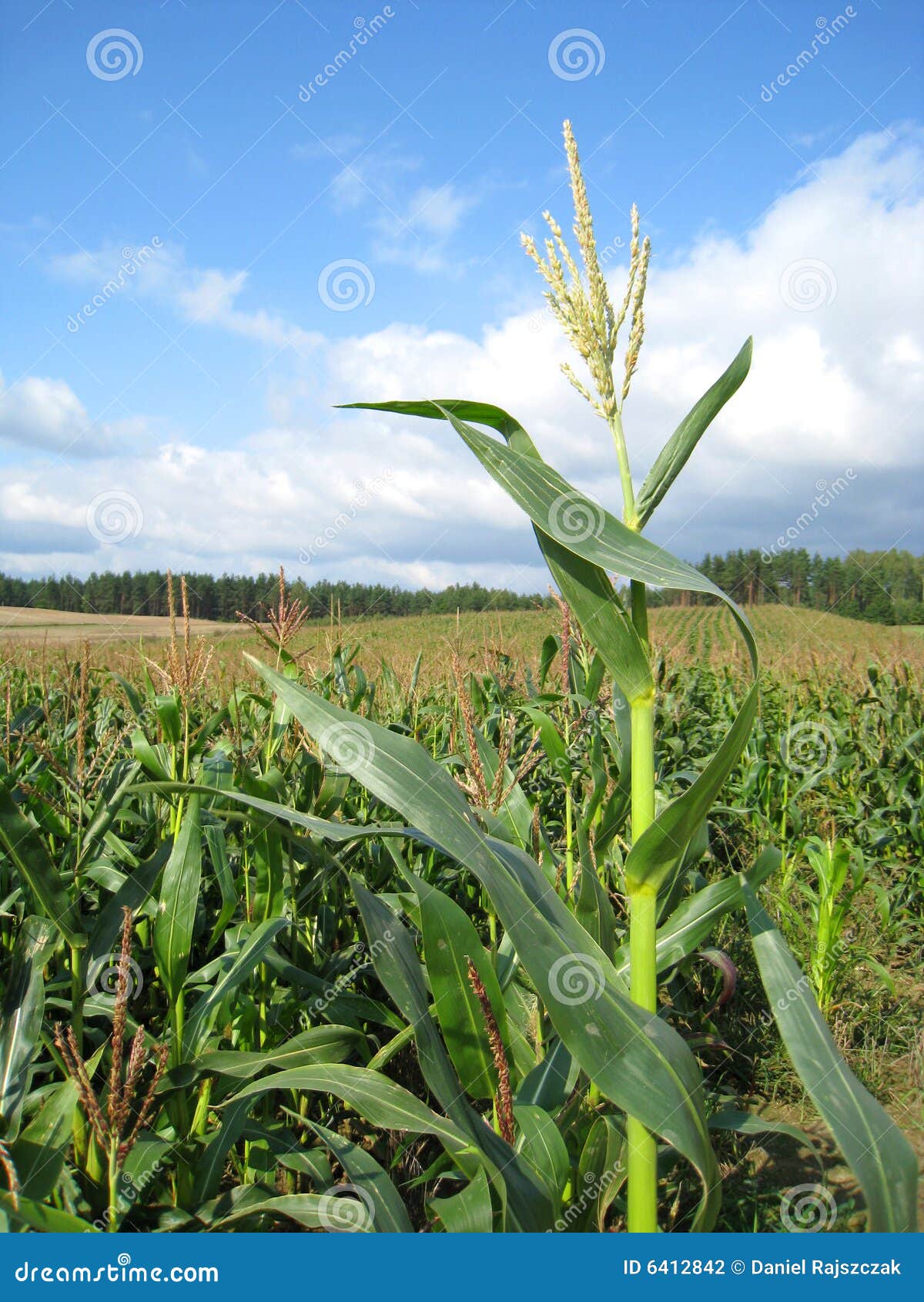 Field of corn stock photo. Image of corn, leaves, scene - 6412842