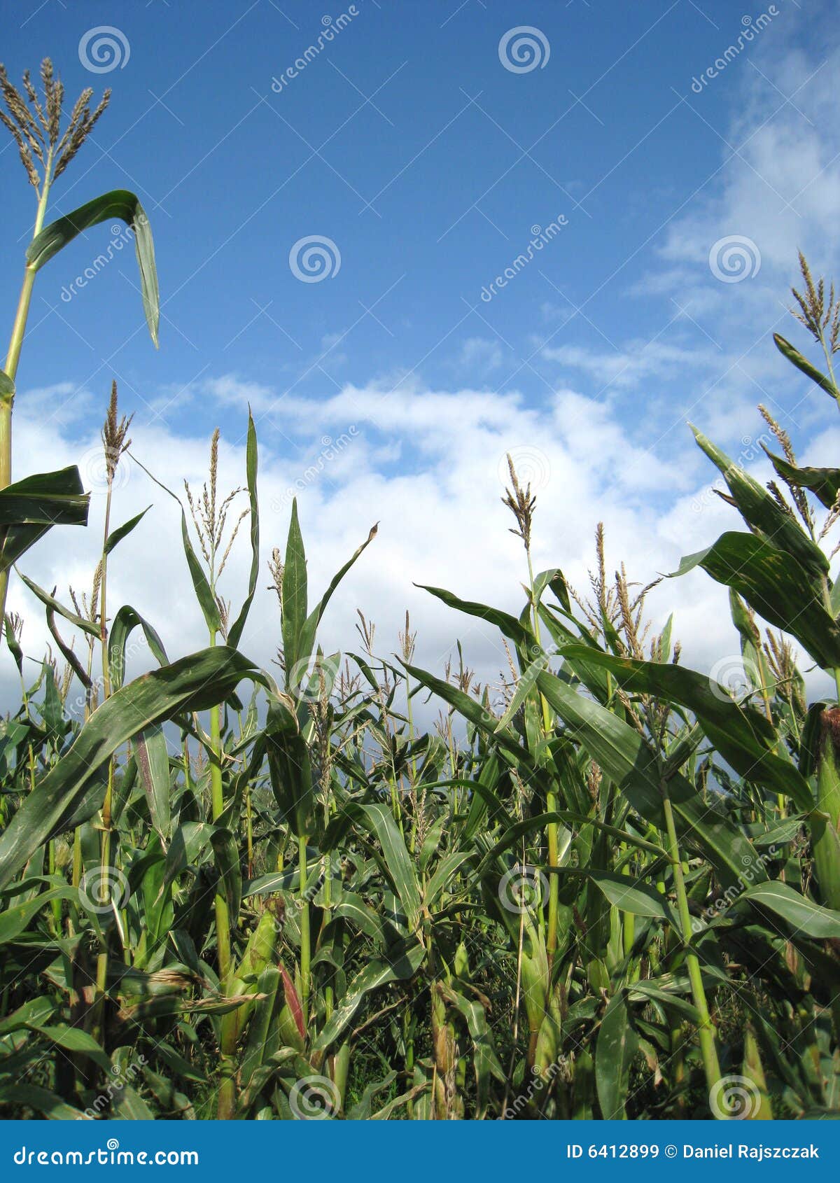 Field of corn stock image. Image of field, farm, scenic - 6412899