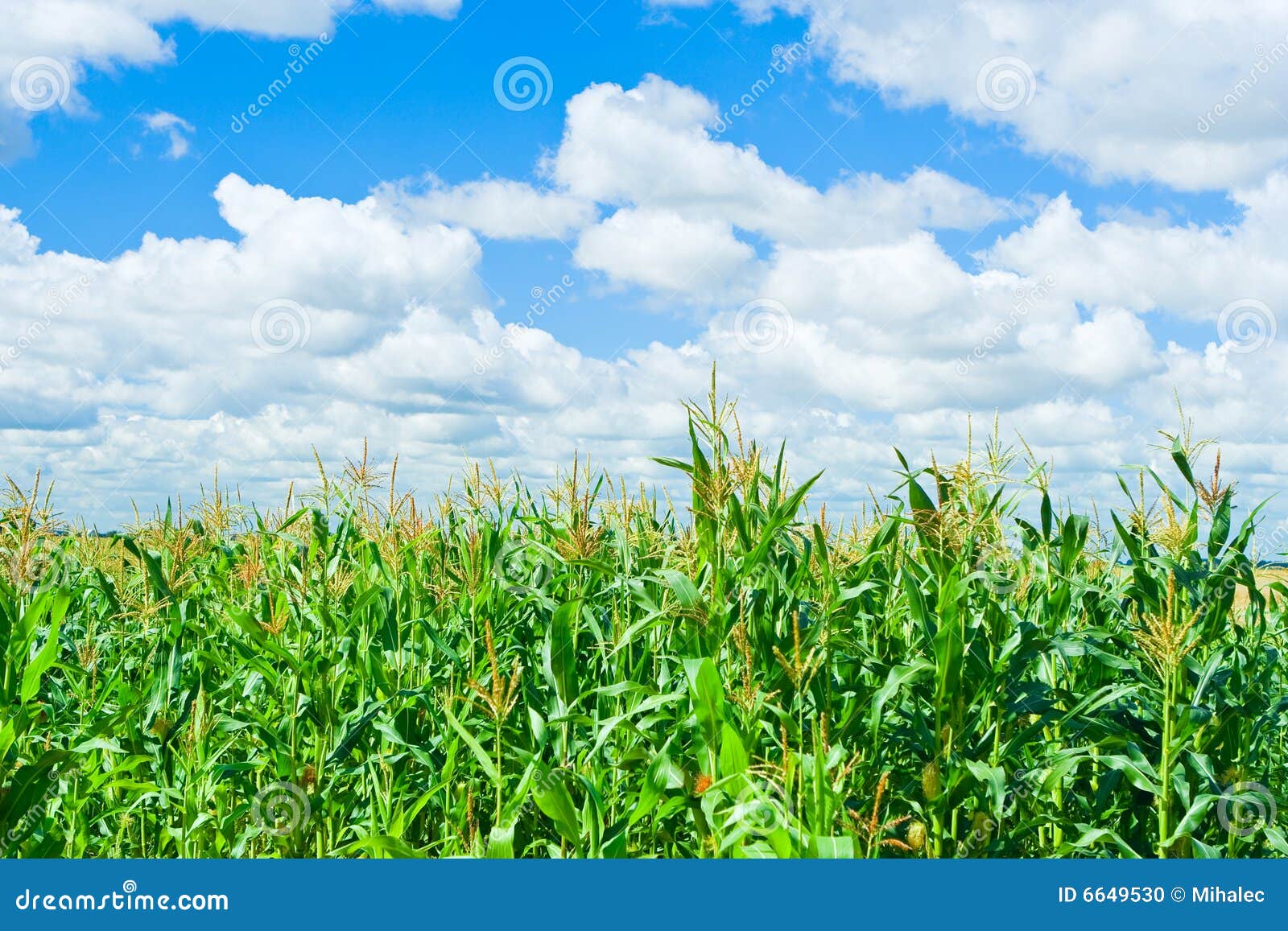 Field corn stock photo. Image of foreground, foliage, blue - 6649530