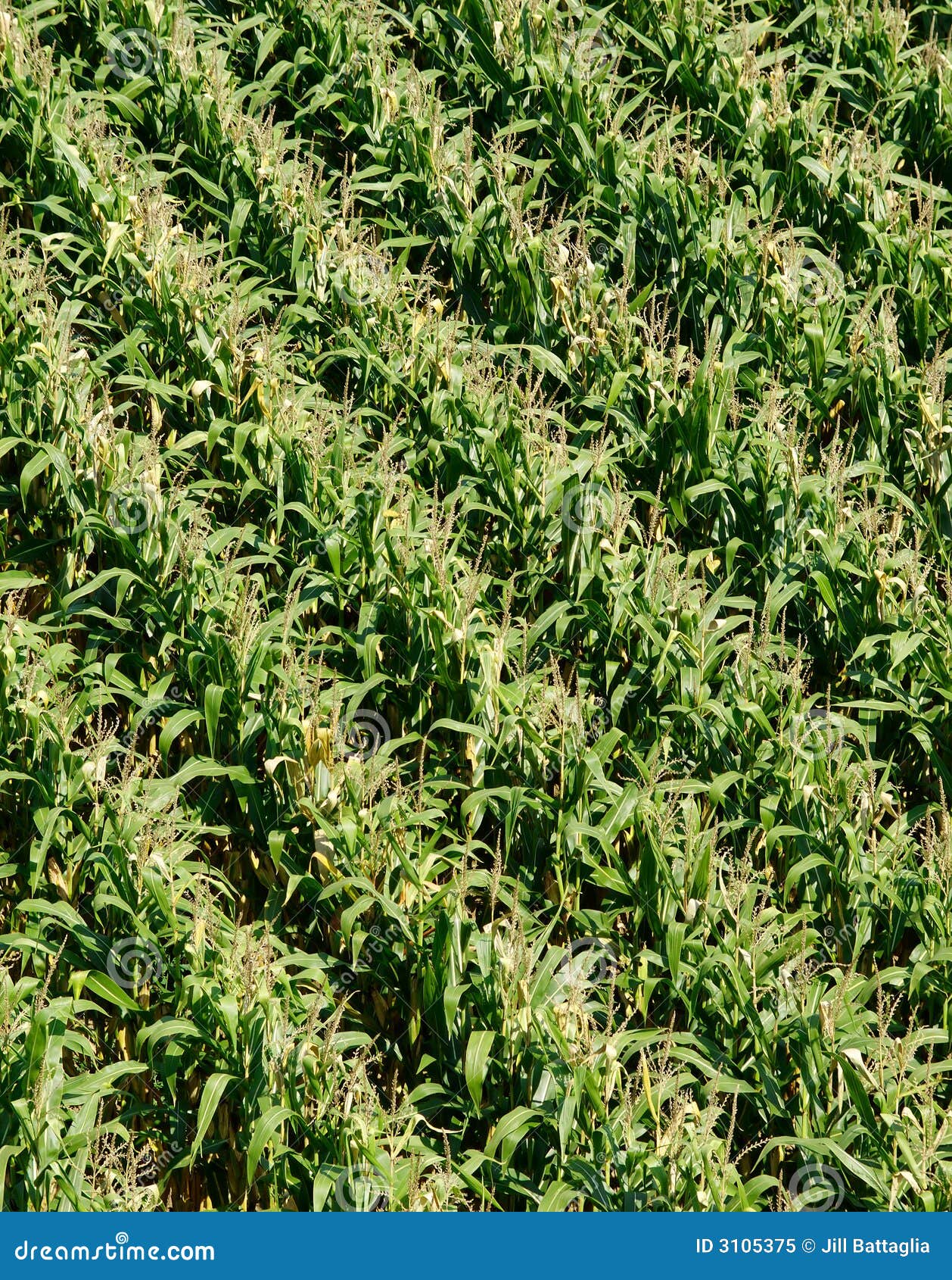 Field of Corn from Above stock image. Image of lush, rural - 3105375