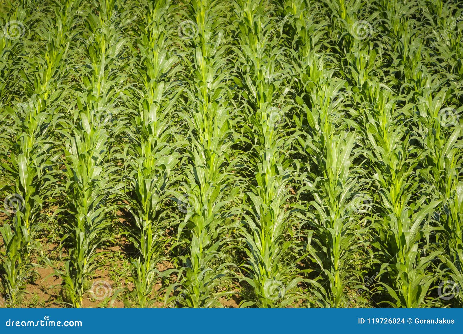 Field of corn stock photo. Image of lined, leaves, leaf - 119726024
