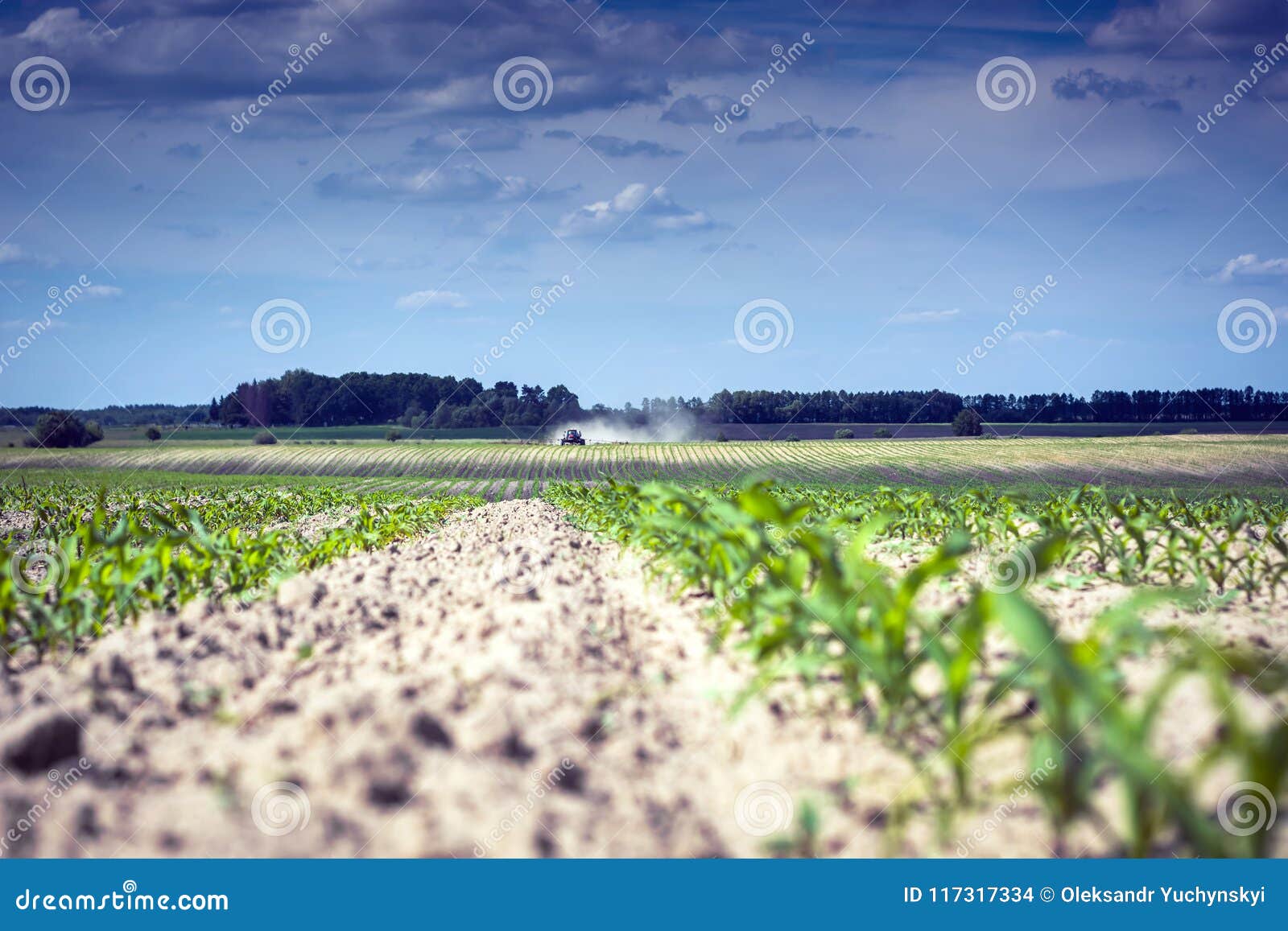 A Field of Corn, Along Which a Self-propelled Sprayer Moves, Spraying ...