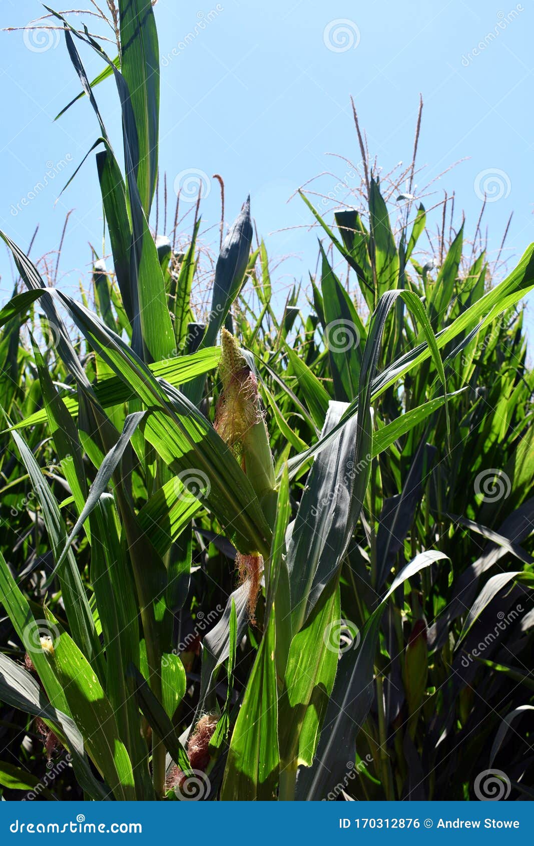 A Field Corn, Animal Feed, Plants Ready for Cultivation Stock Photo ...
