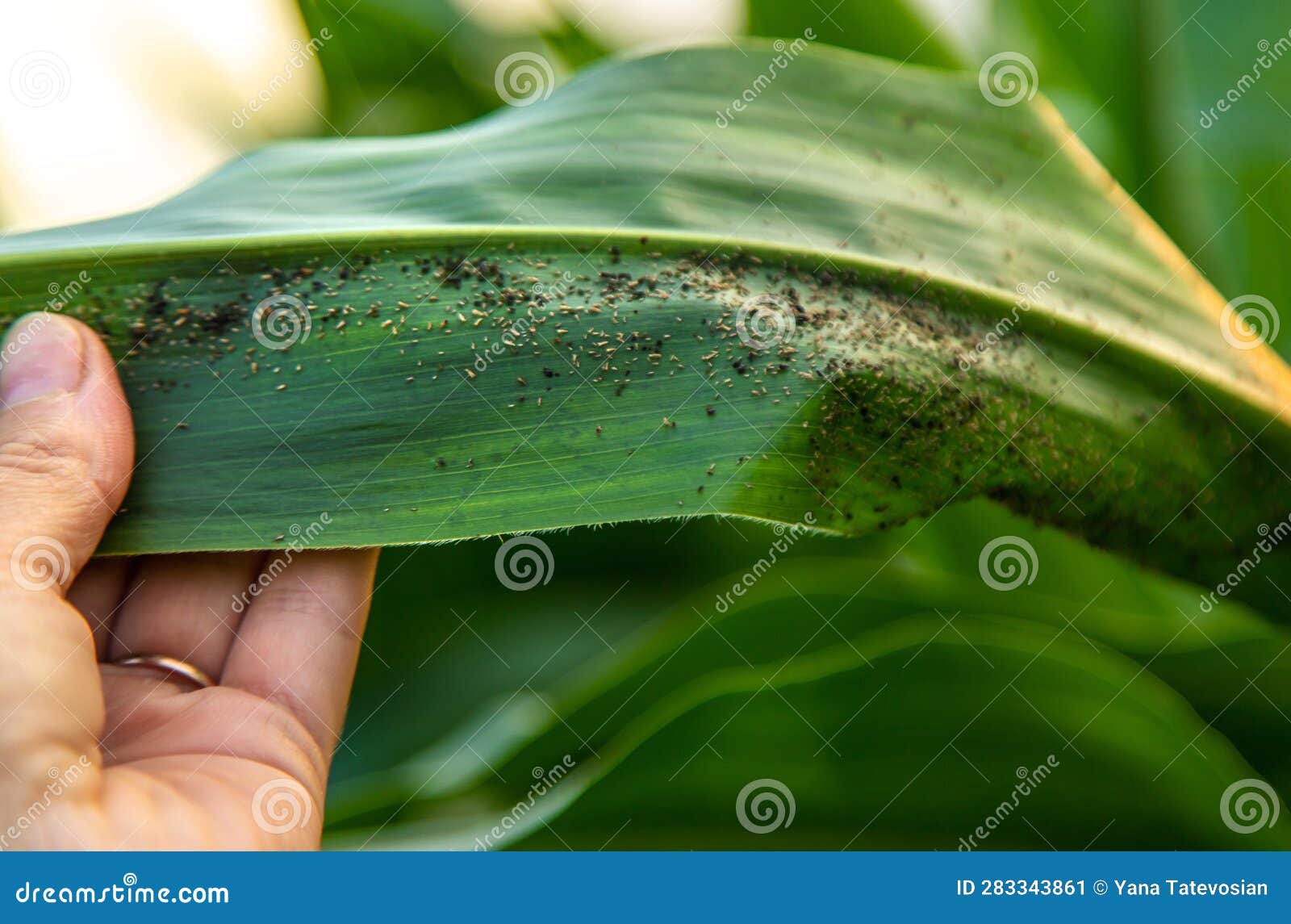 Field Corn Aphids Leaves Parasites Pests. Selective Focus Stock Image ...