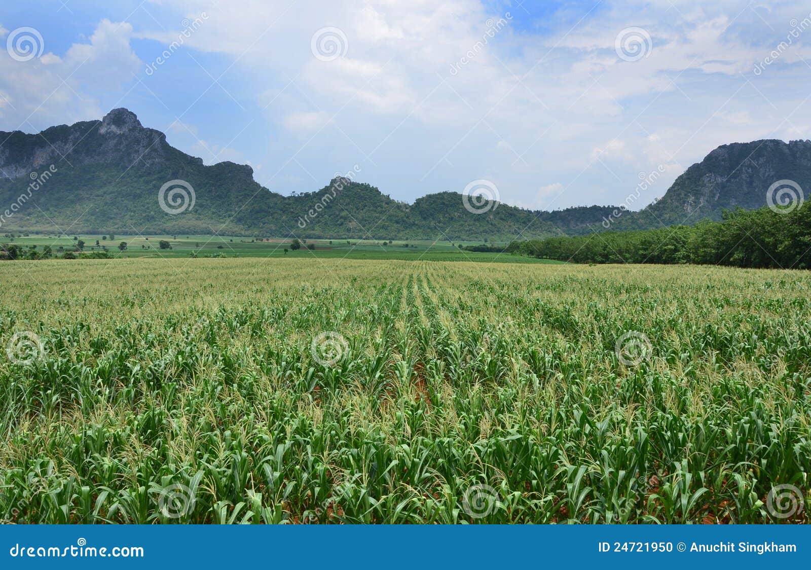 A field of corn as a crop stock photo. Image of energy - 24721950