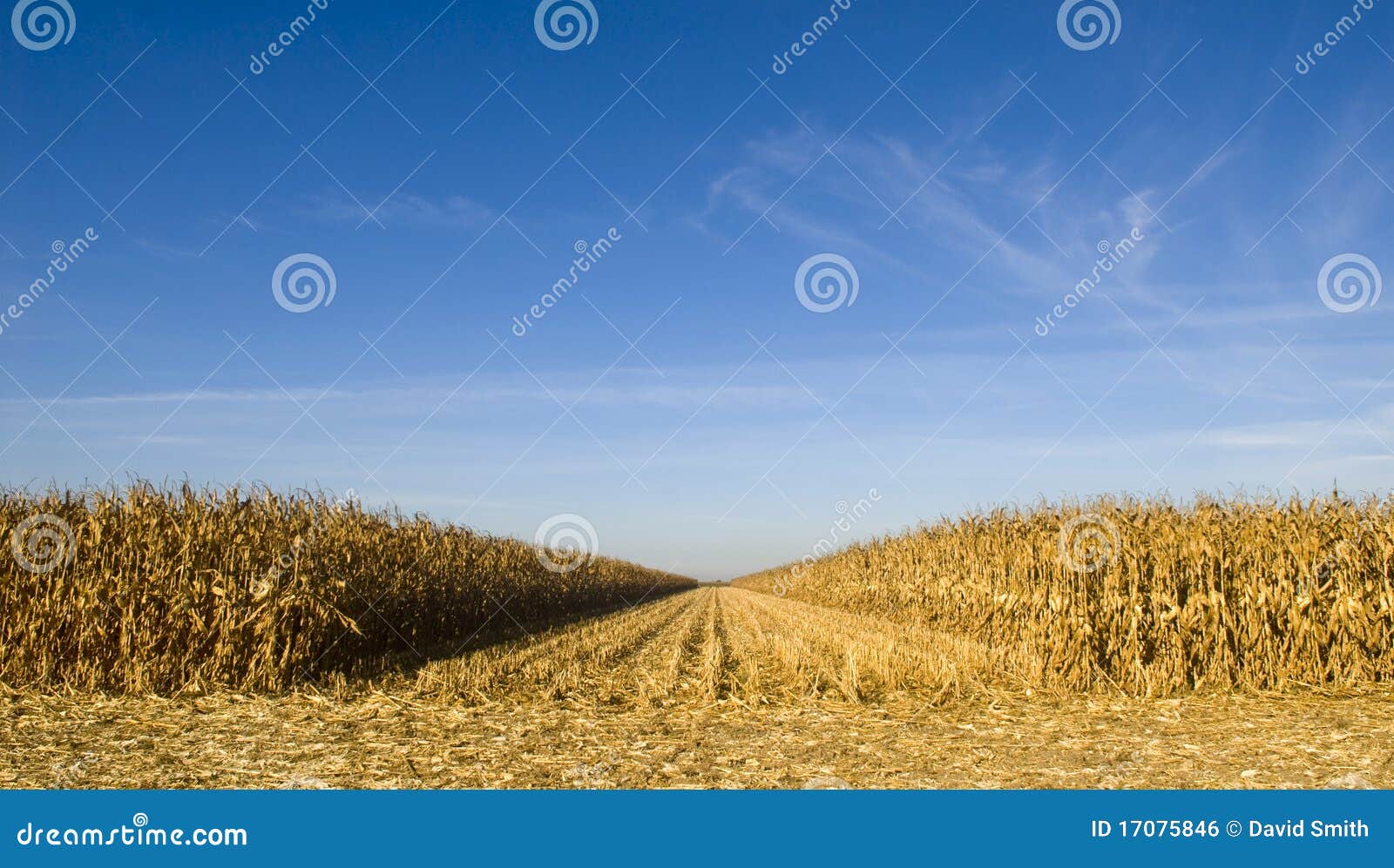Field of Corn Being Harvested Stock Photo - Image of country, industry ...