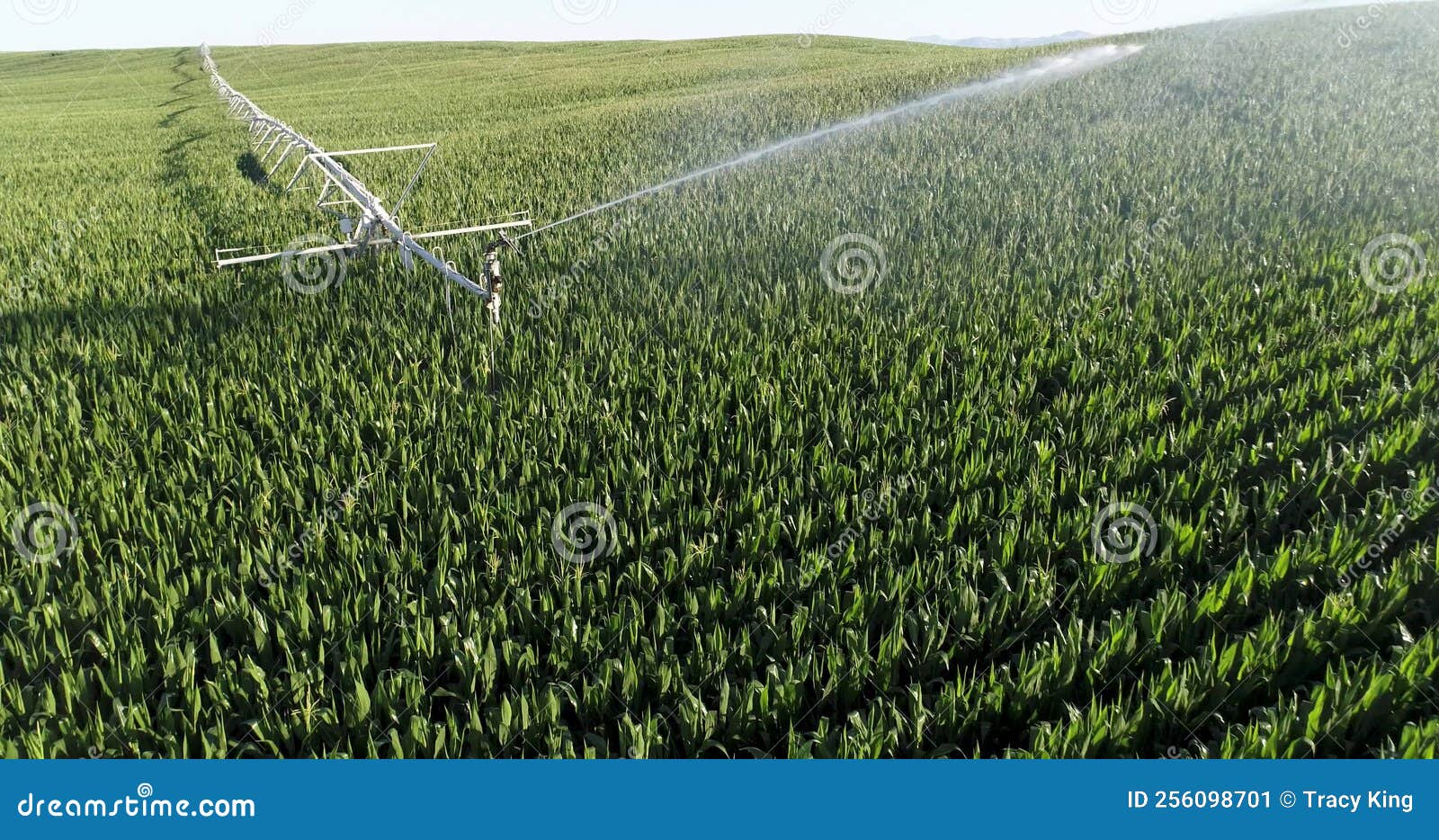 Field of Corn Being Watered by a Sprinkler Stock Video - Video of field ...