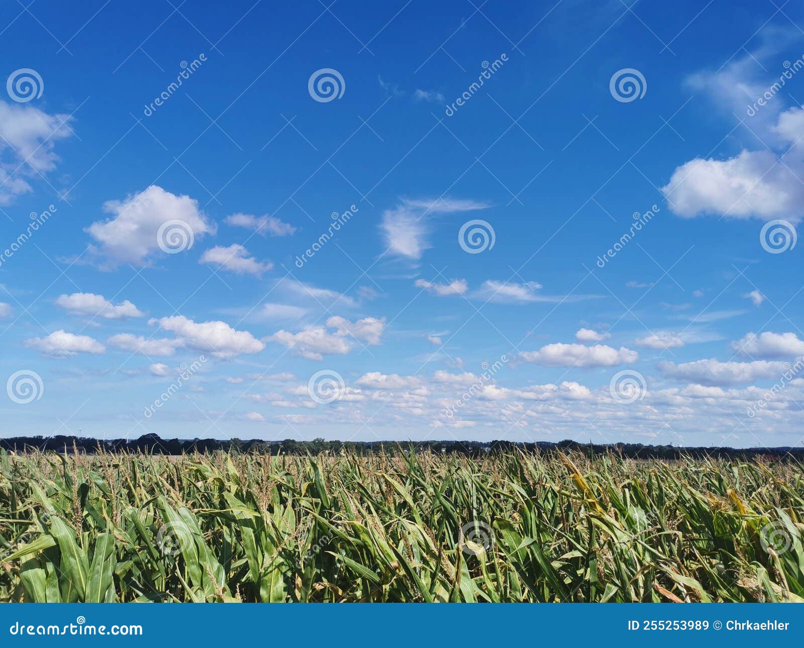 A Field of Corn with a Blue Sky and Clouds Stock Image - Image of ...