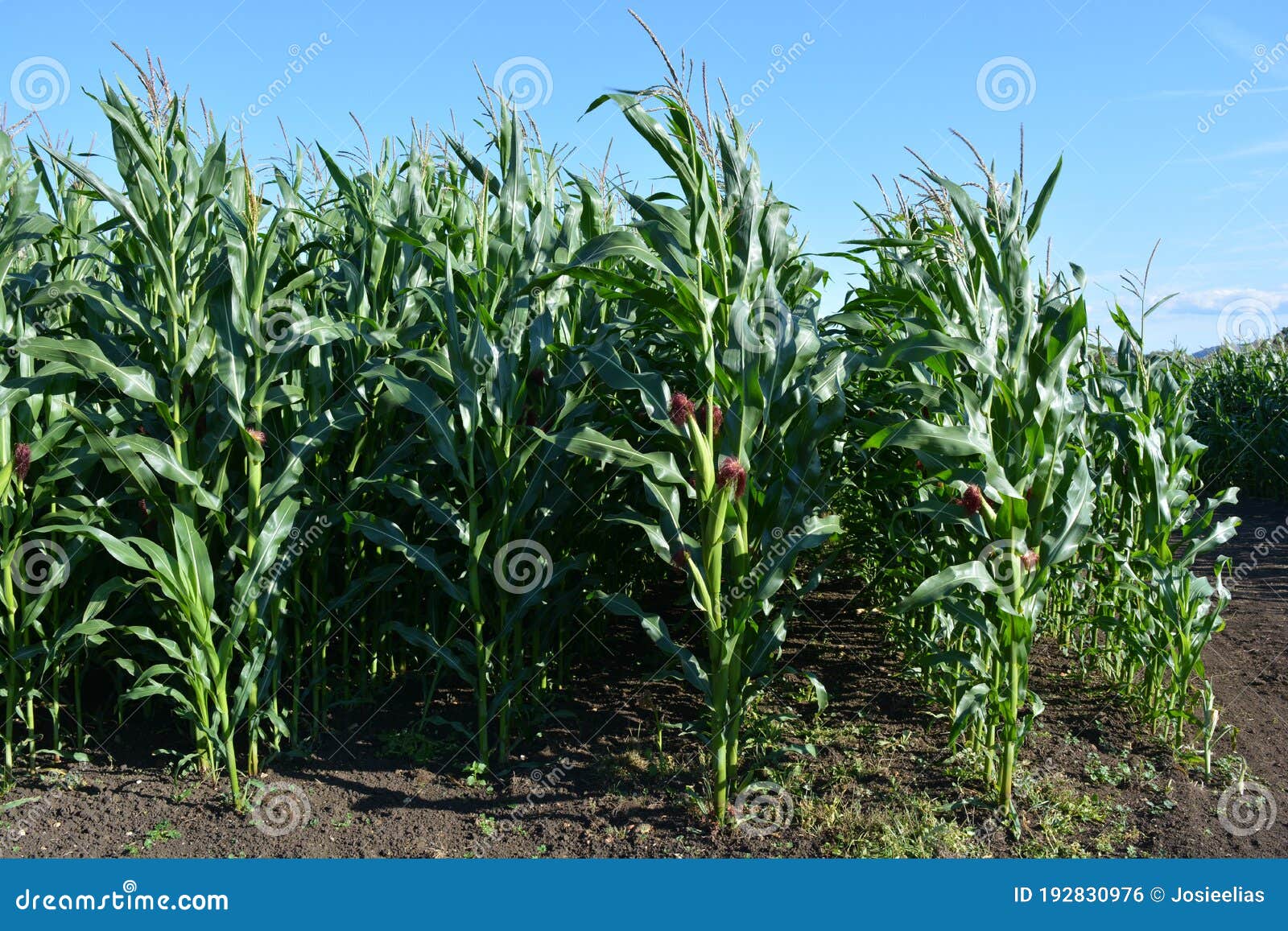 Rows of Sweet Corn in a Field, Low Angle View Stock Photo - Image of ...