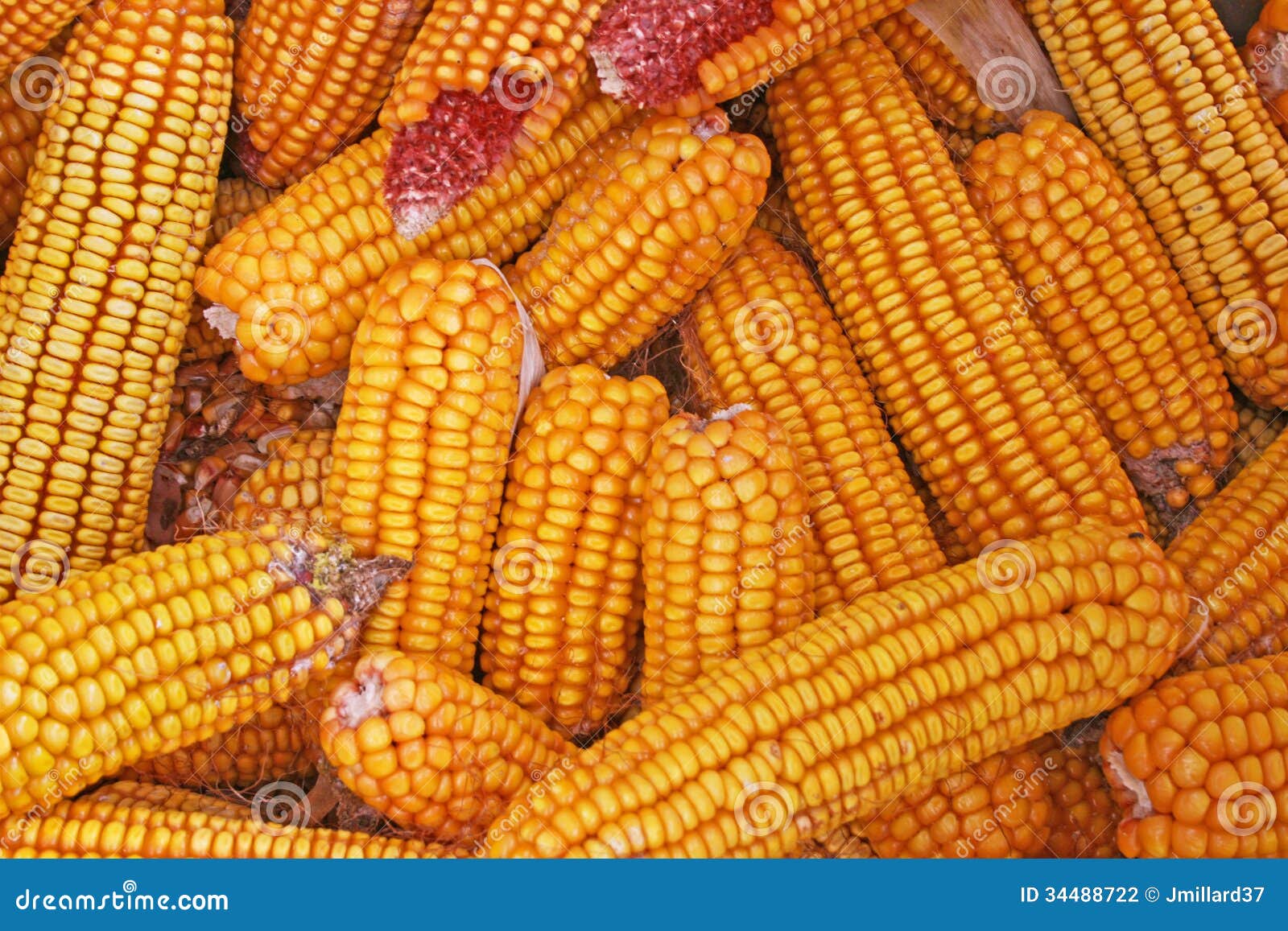 Field-corn Cobs stock photo. Image of september, autumn - 34488722