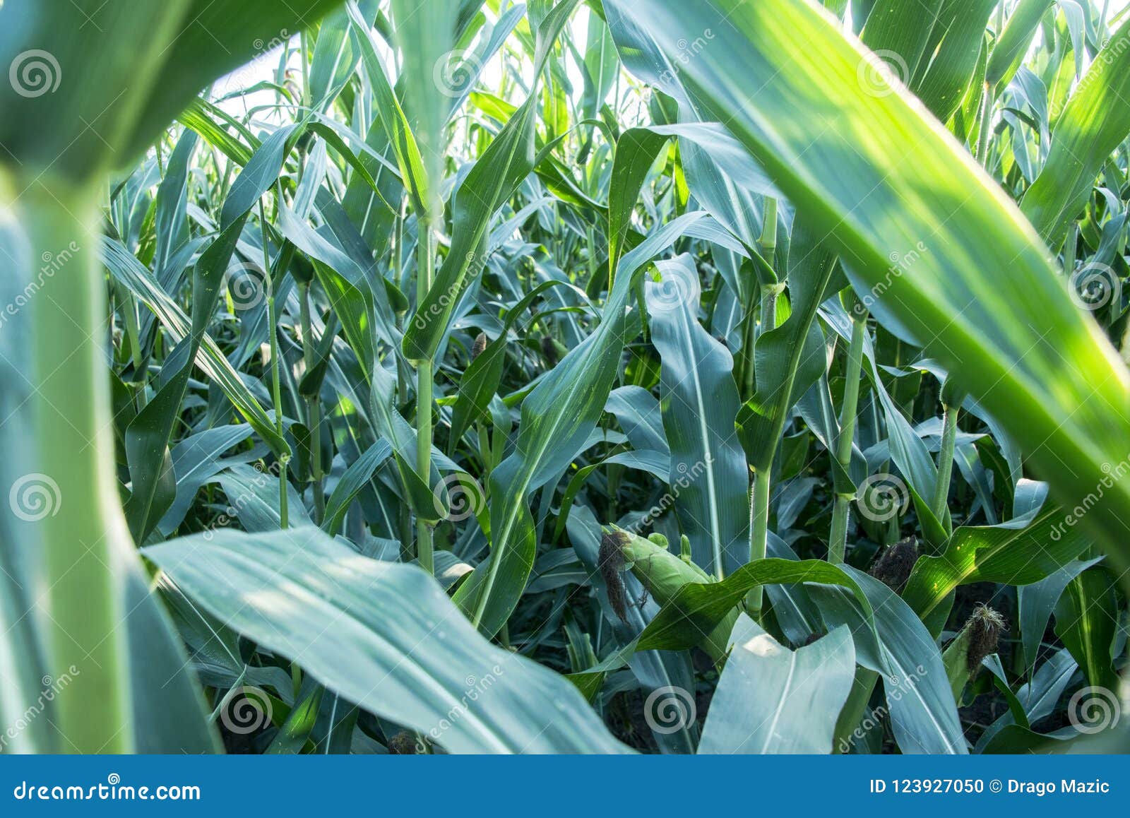 409 Corn Field Orchard Stock Photos - Free & Royalty-Free Stock Photos ...