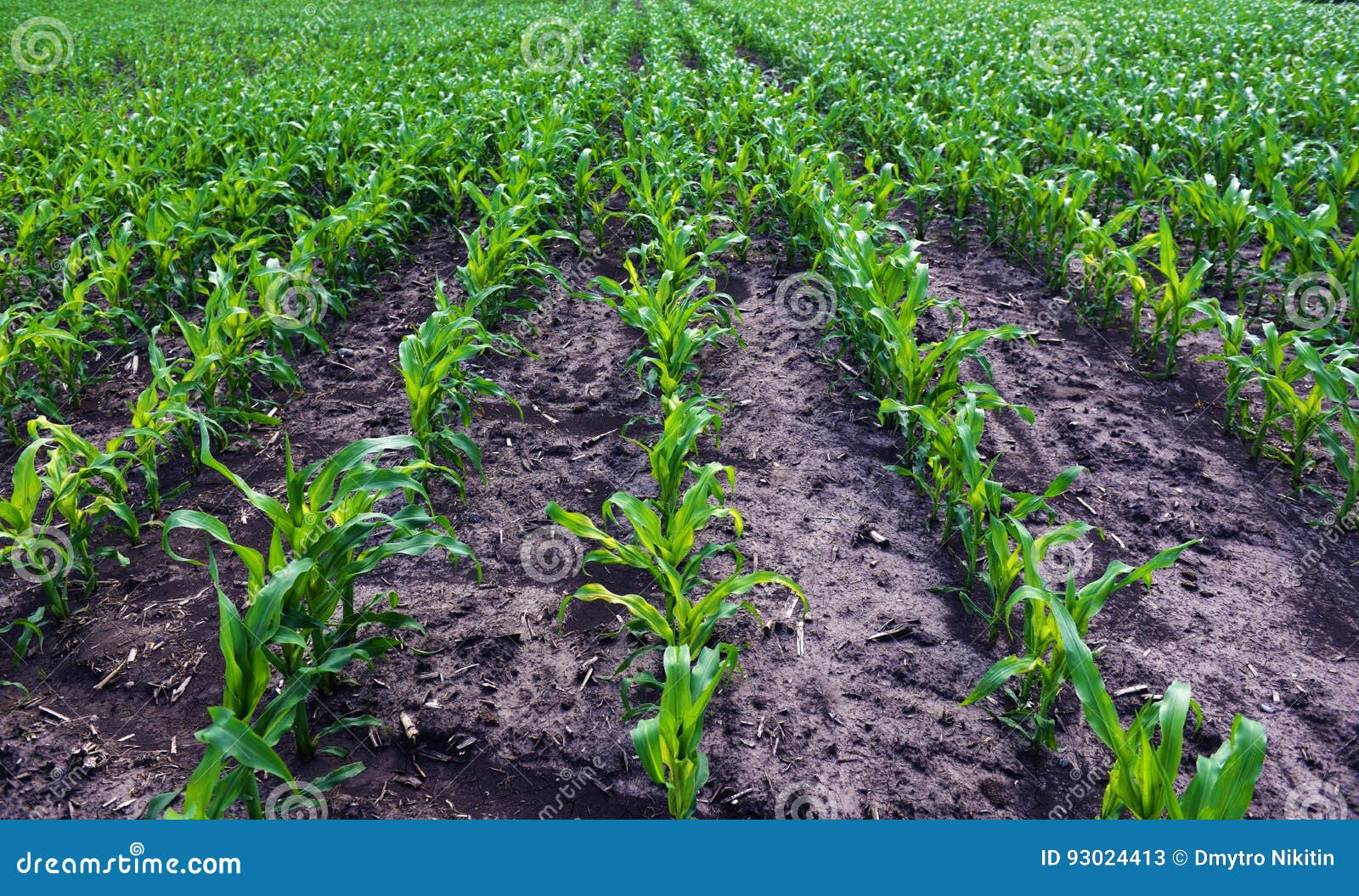 Field corn stock image. Image of beautiful, green, harvest - 93024413