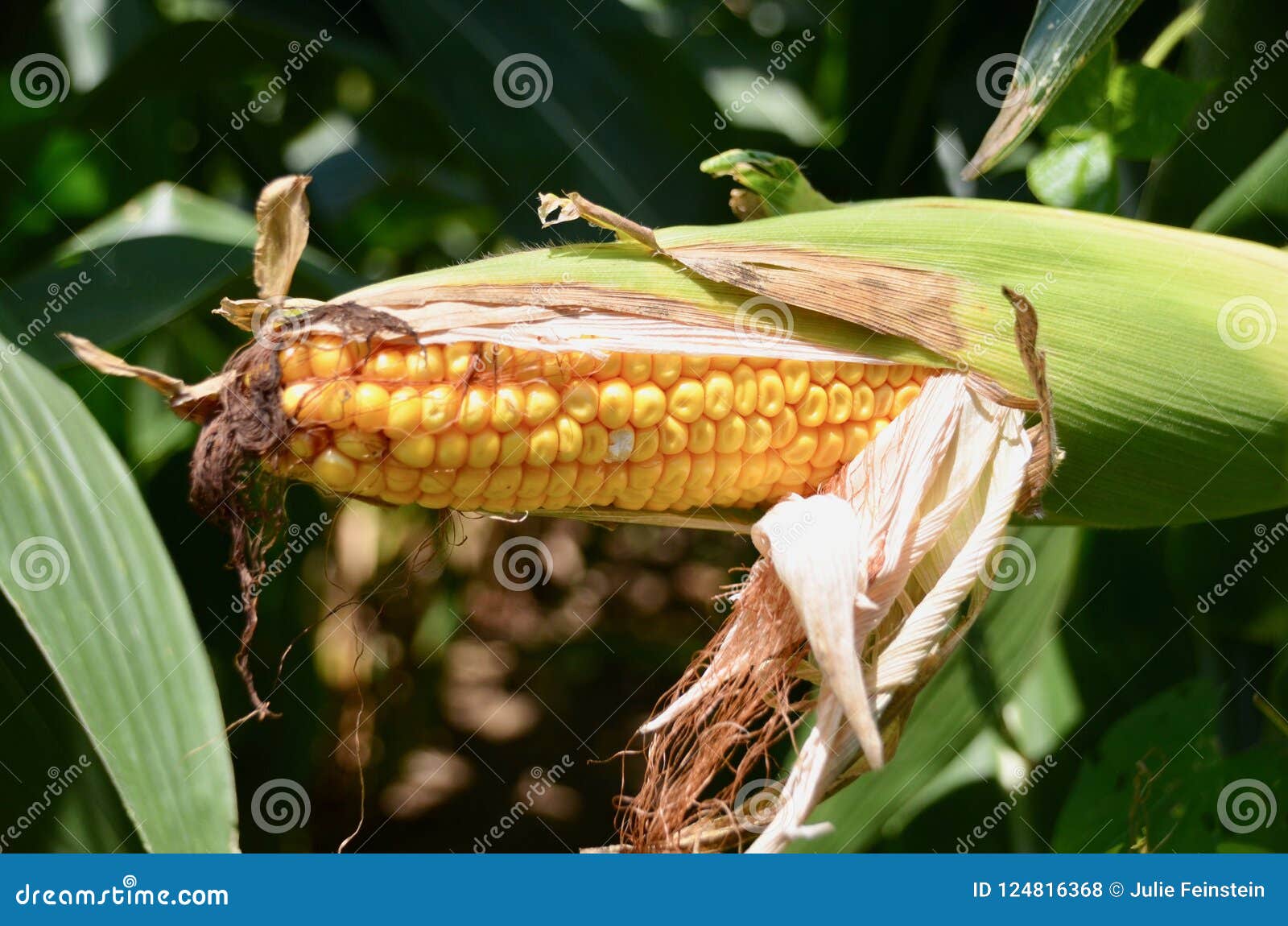 Field Corn stock photo. Image of vegetable, healthy - 124816368