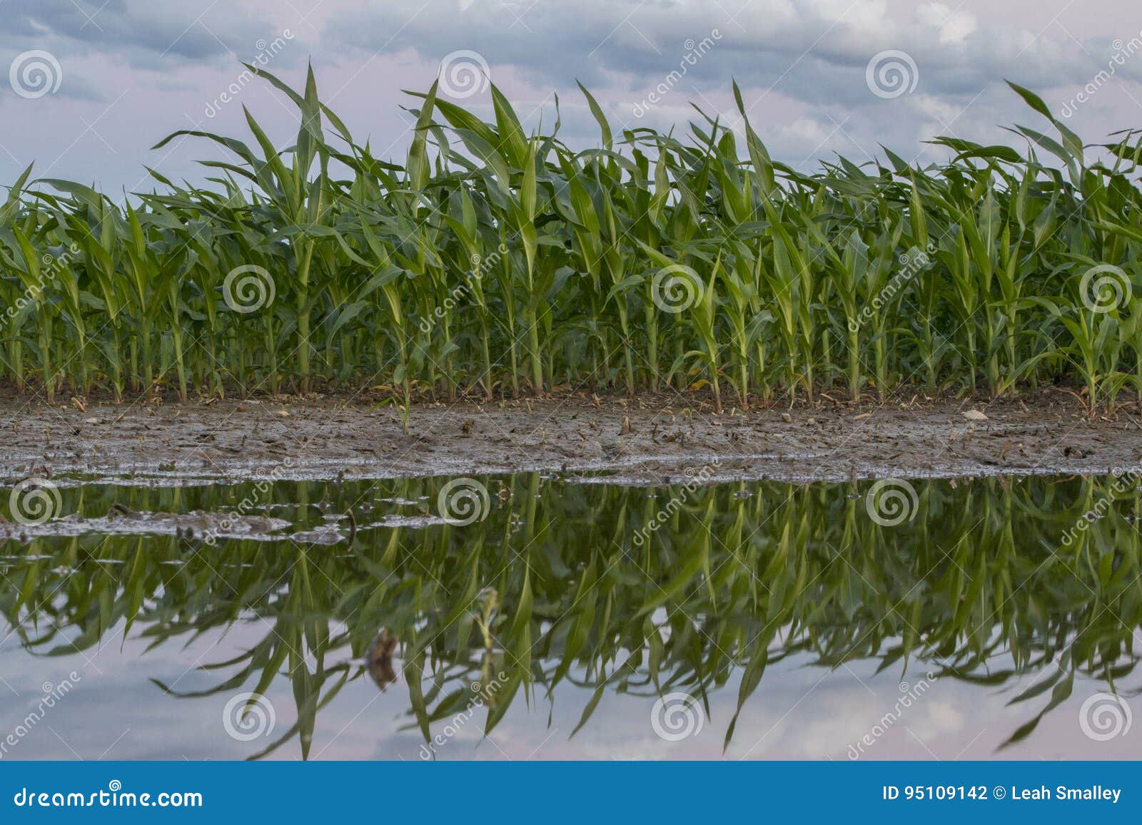 Field Corn after Flooding Rain Stock Photo - Image of rain, crop: 95109142