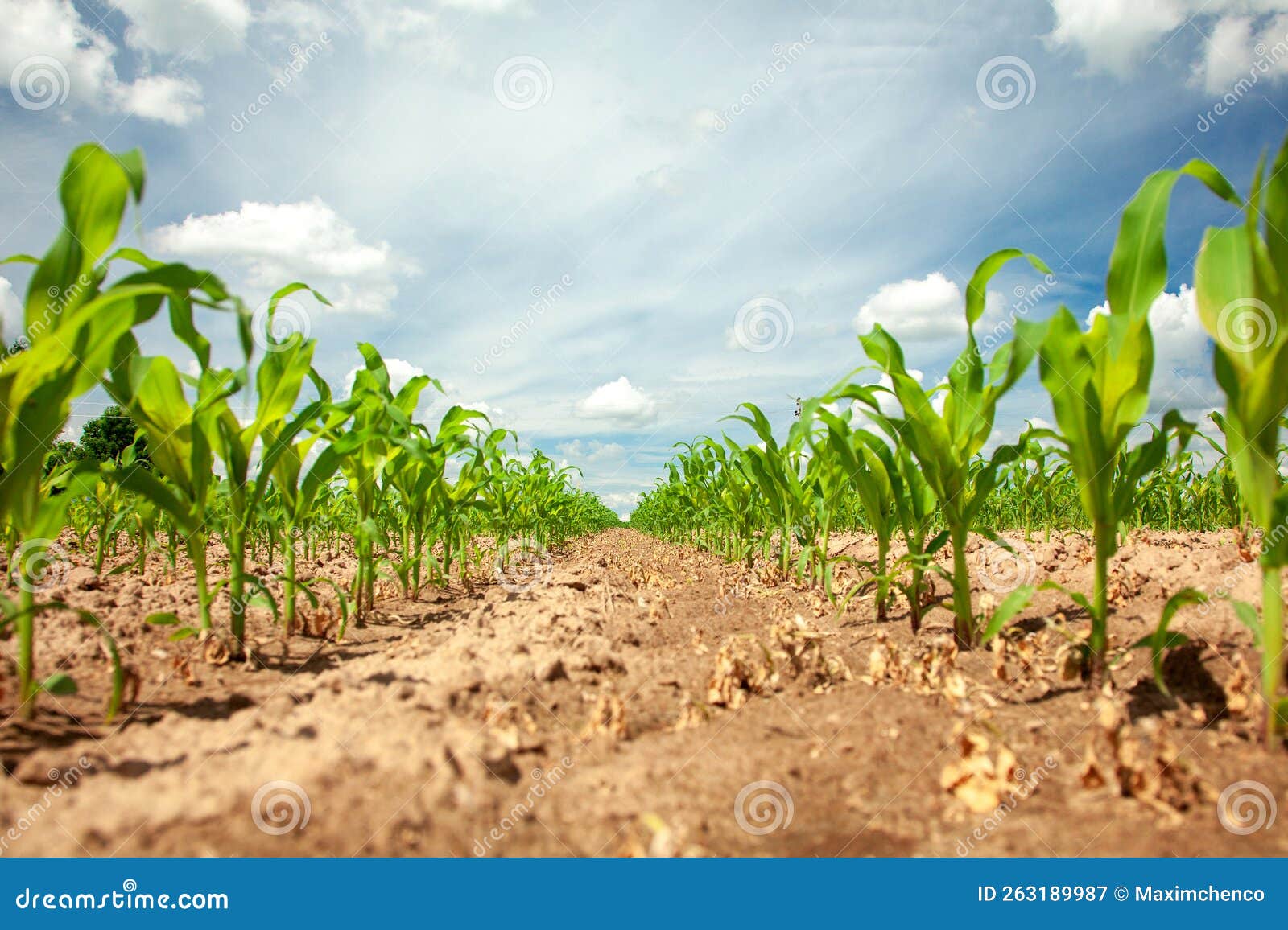 Corn Plant at the Beginning of Growth. Stock Image - Image of farmer ...