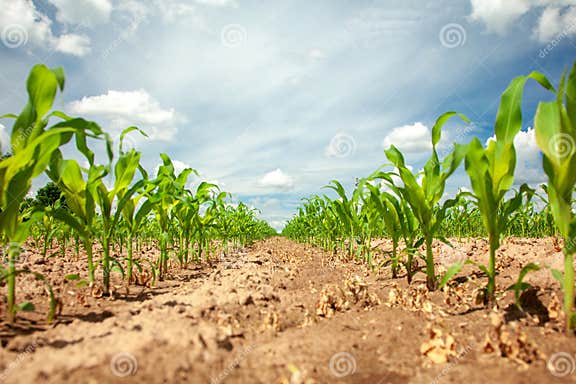 Corn Plant at the Beginning of Growth. Stock Image - Image of farmer ...