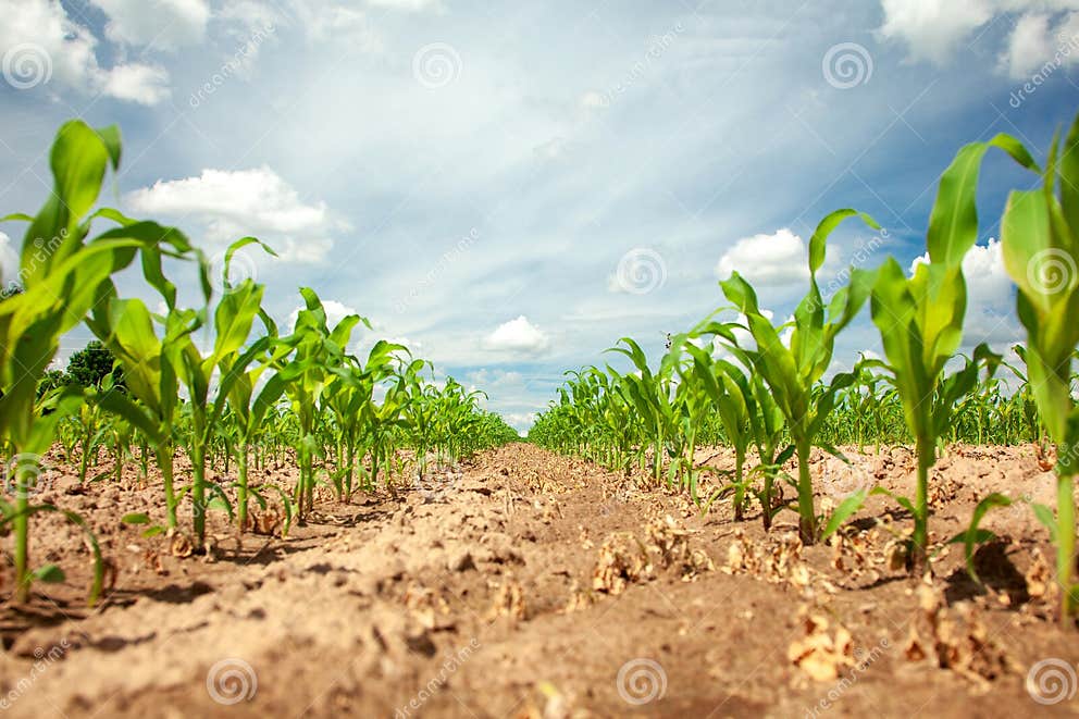 Corn Plant at the Beginning of Growth. Stock Image - Image of farmer ...