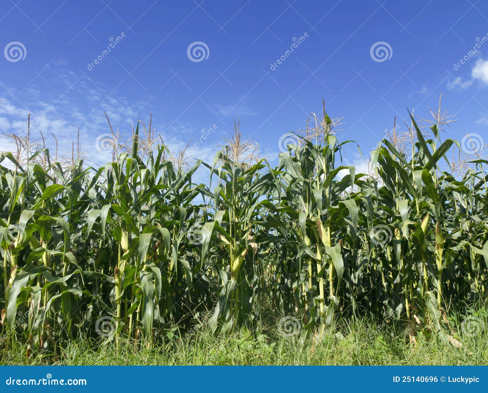 Field of corn growing stock photo. Image of farming, grow - 25140696
