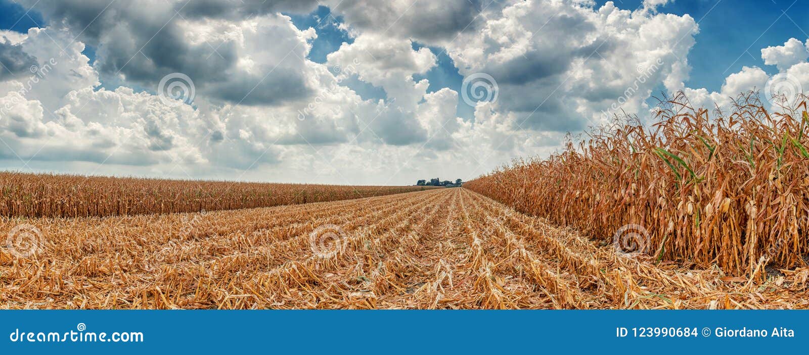 The harvest of corn stock photo. Image of mais, harvest - 123990684
