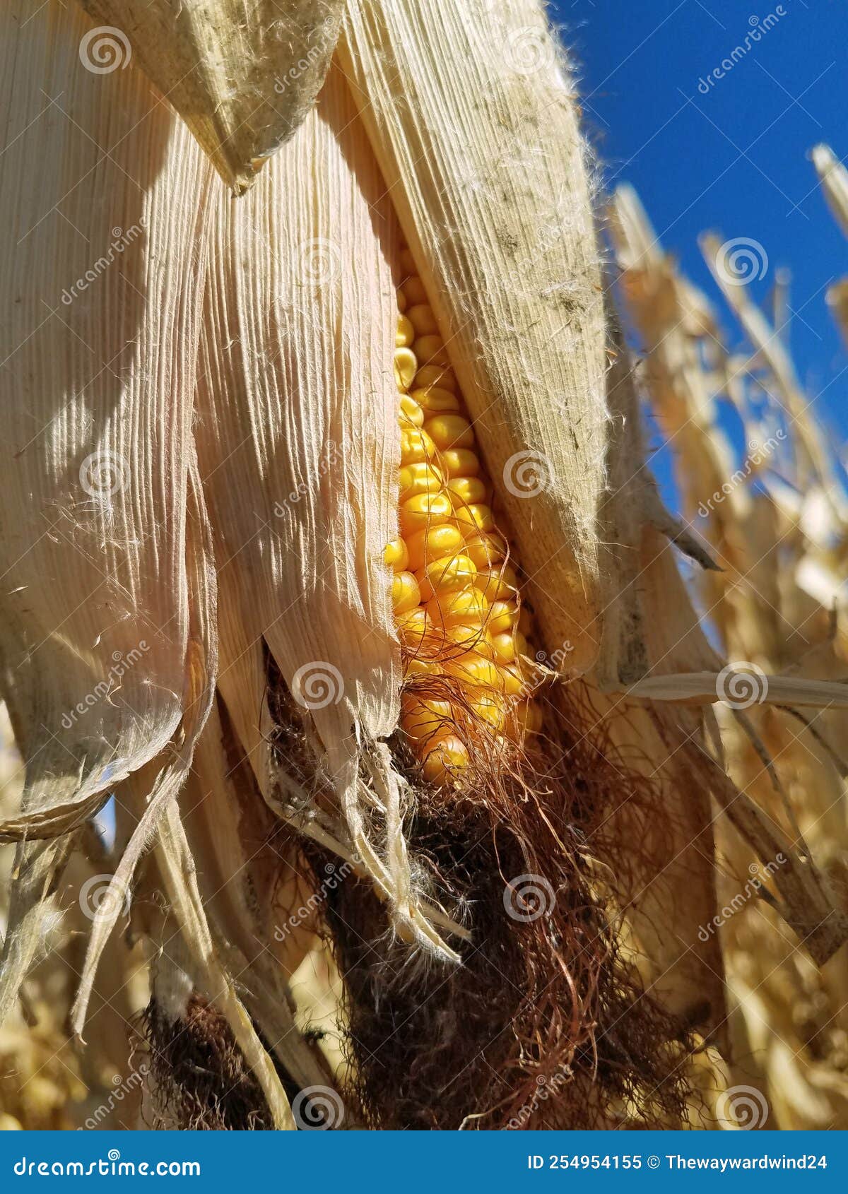 Field Corn and Husks in Late Fall Stock Image - Image of corn, farmer ...