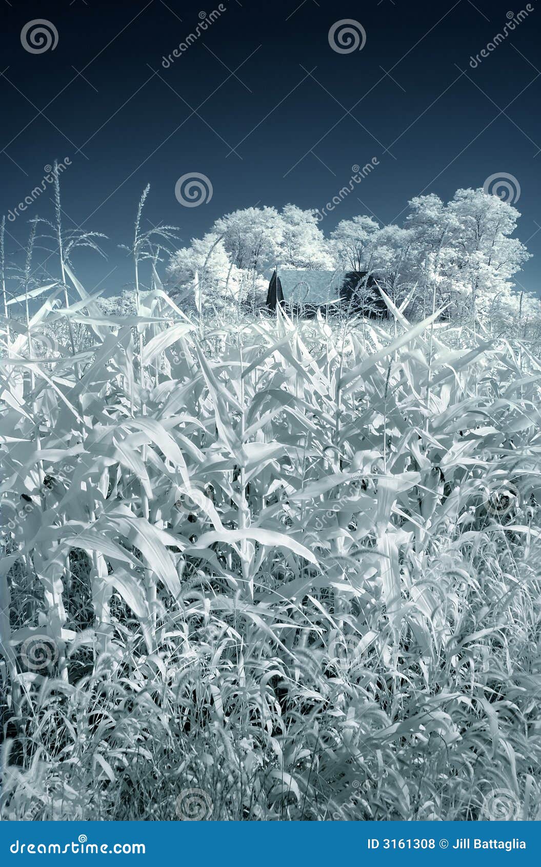 Field of Corn in Infrared stock photo. Image of country - 3161308