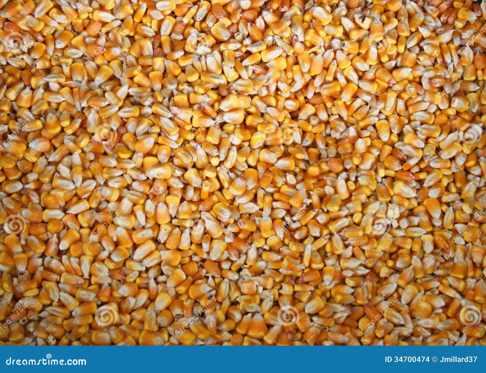 Field-corn Kernels Background Stock Images - Image: 34700474