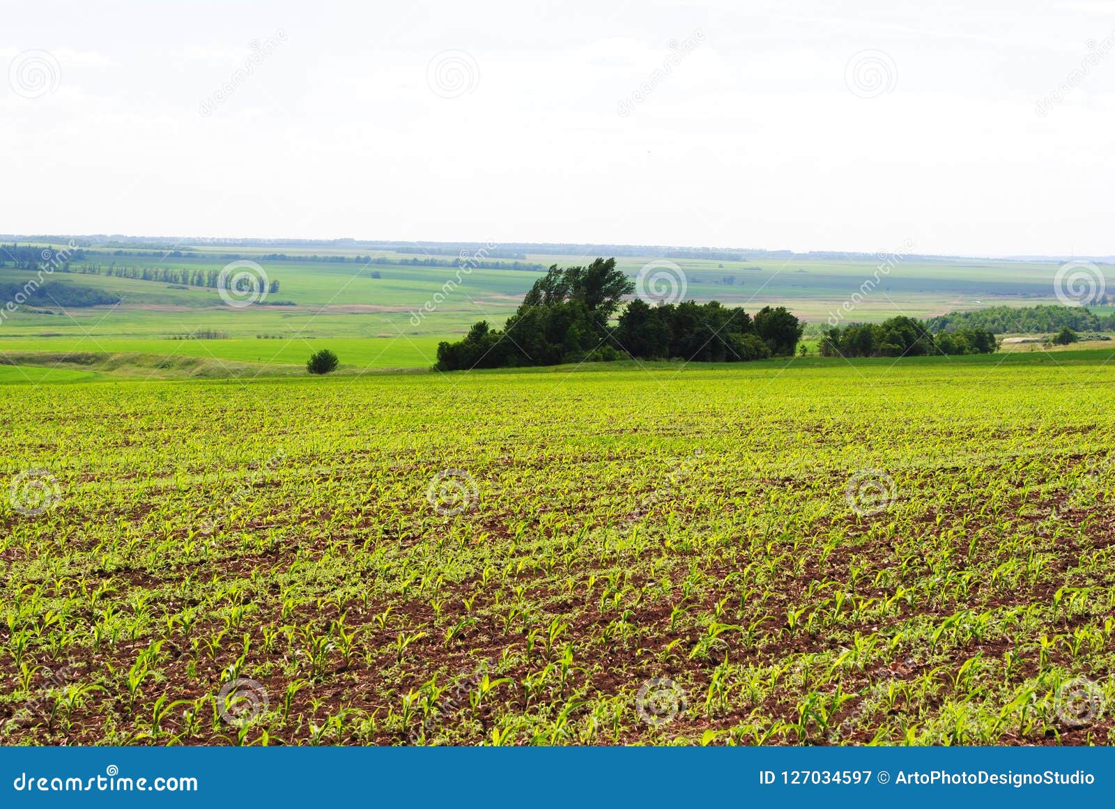 Field of Corn Maize in Spring Along Trees and Hills in Horizon, Sky and ...