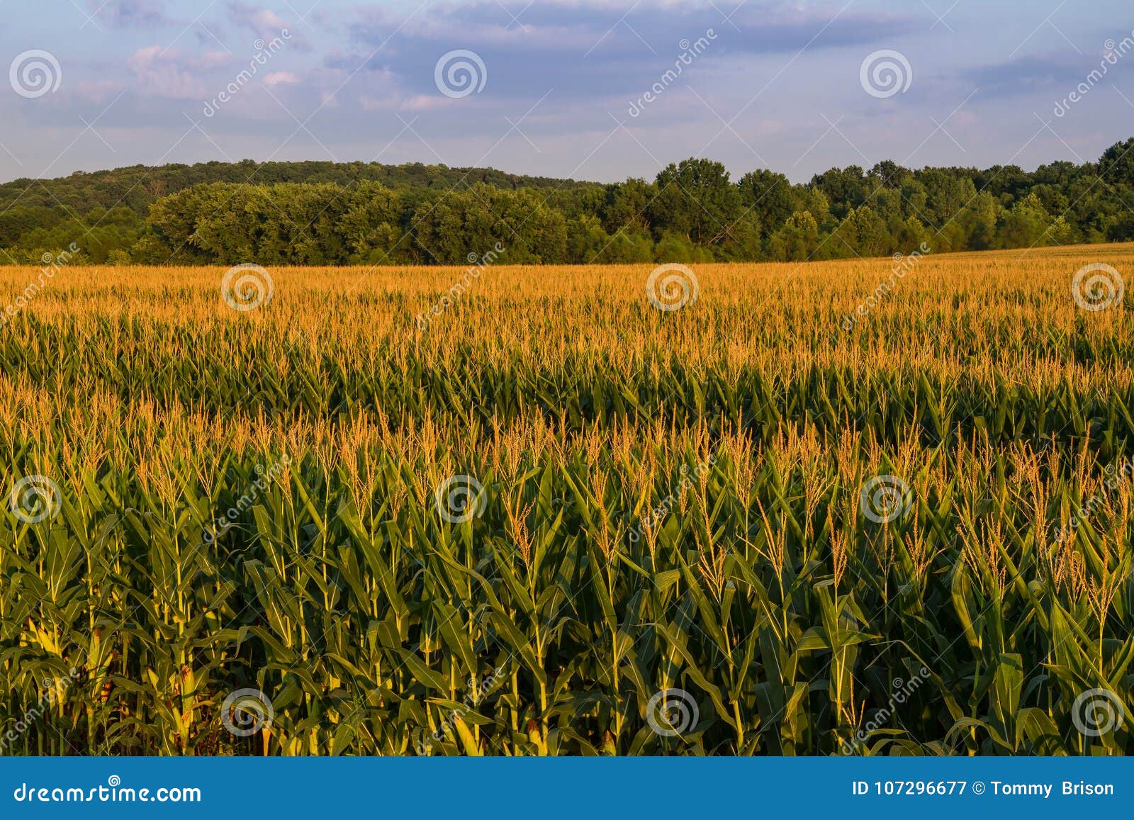 Field of Corn in Midwest stock image. Image of land - 107296677