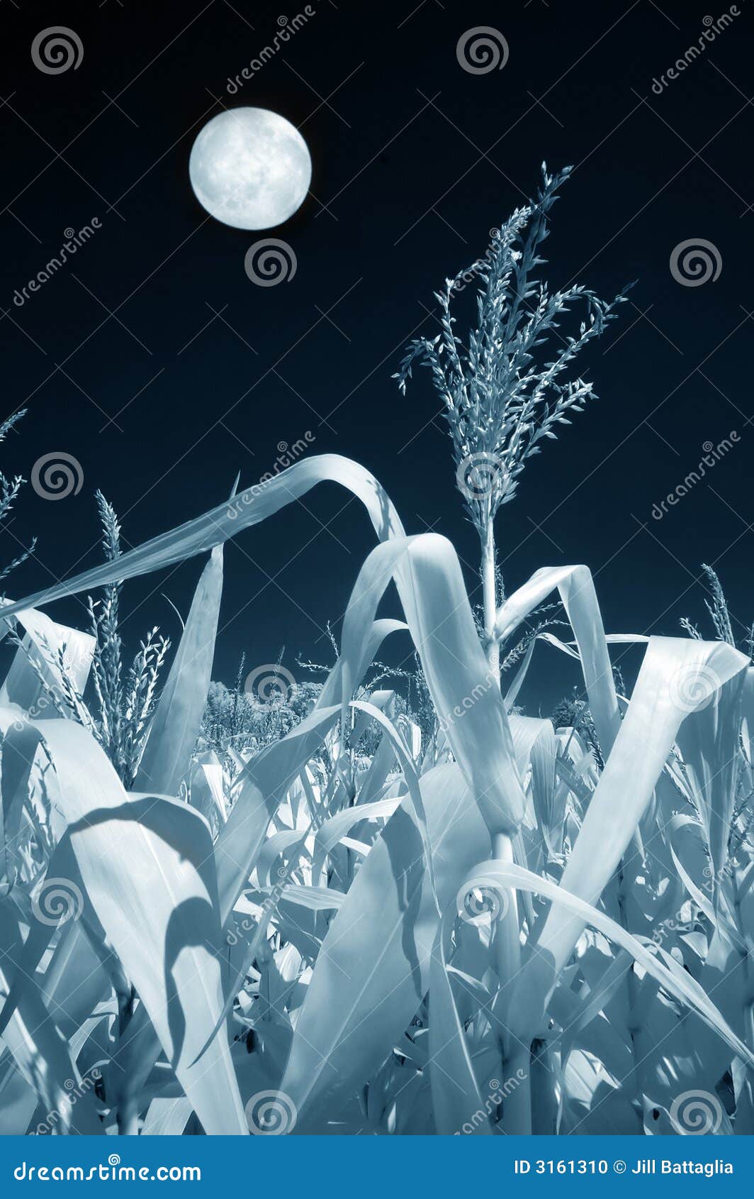 Field of Corn in the Moonlight Stock Photo - Image of infrared, maize ...