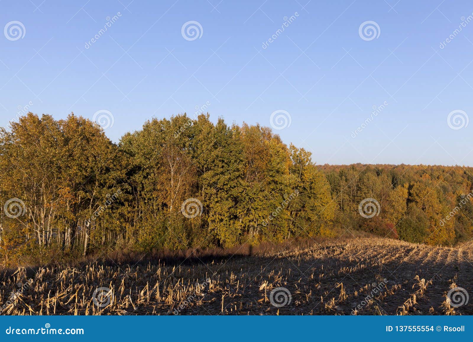 Field of corn stock photo. Image of field, beauty, evening - 137555554
