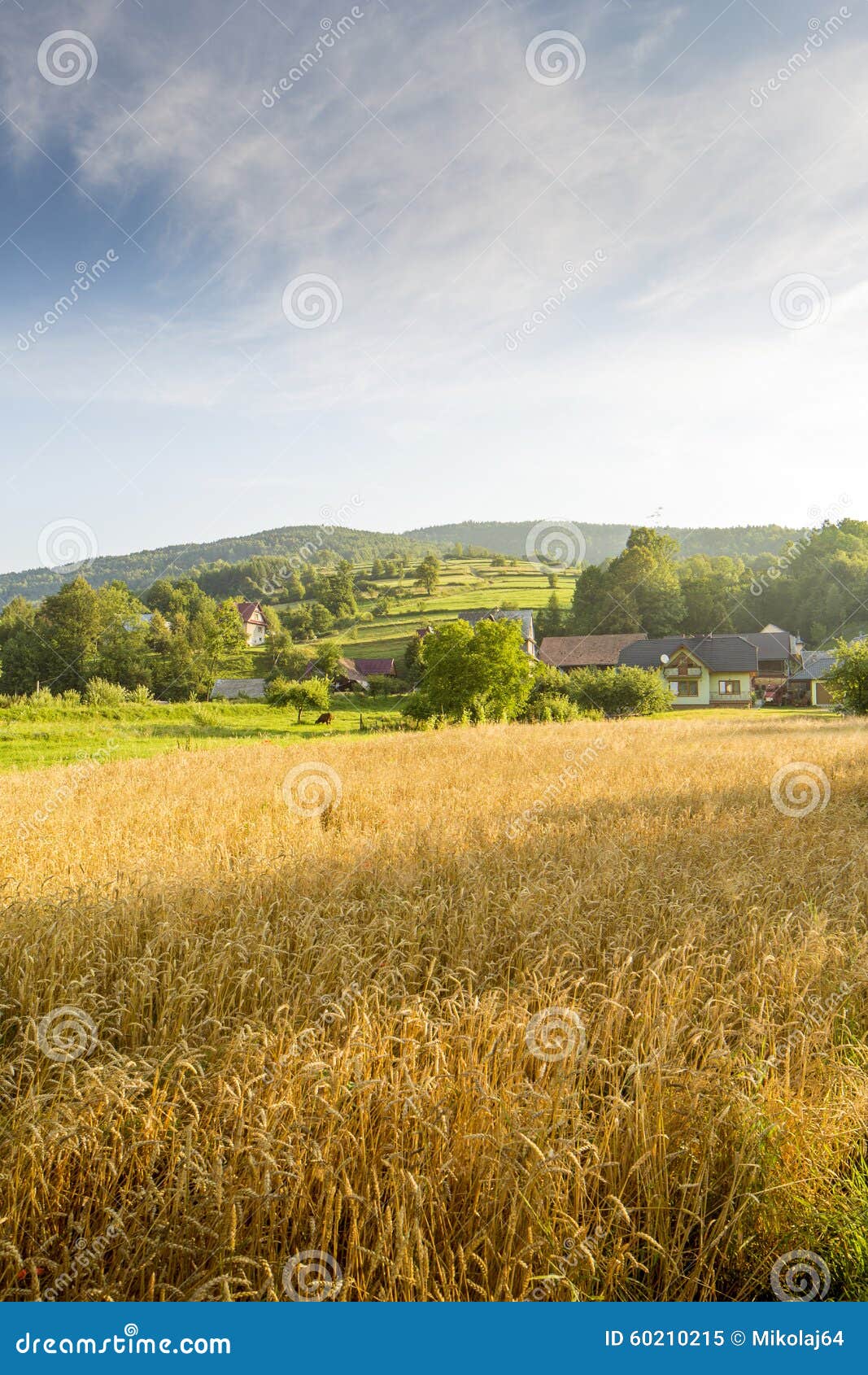 Field of Corn on Polish Countryside Stock Image - Image of poland ...