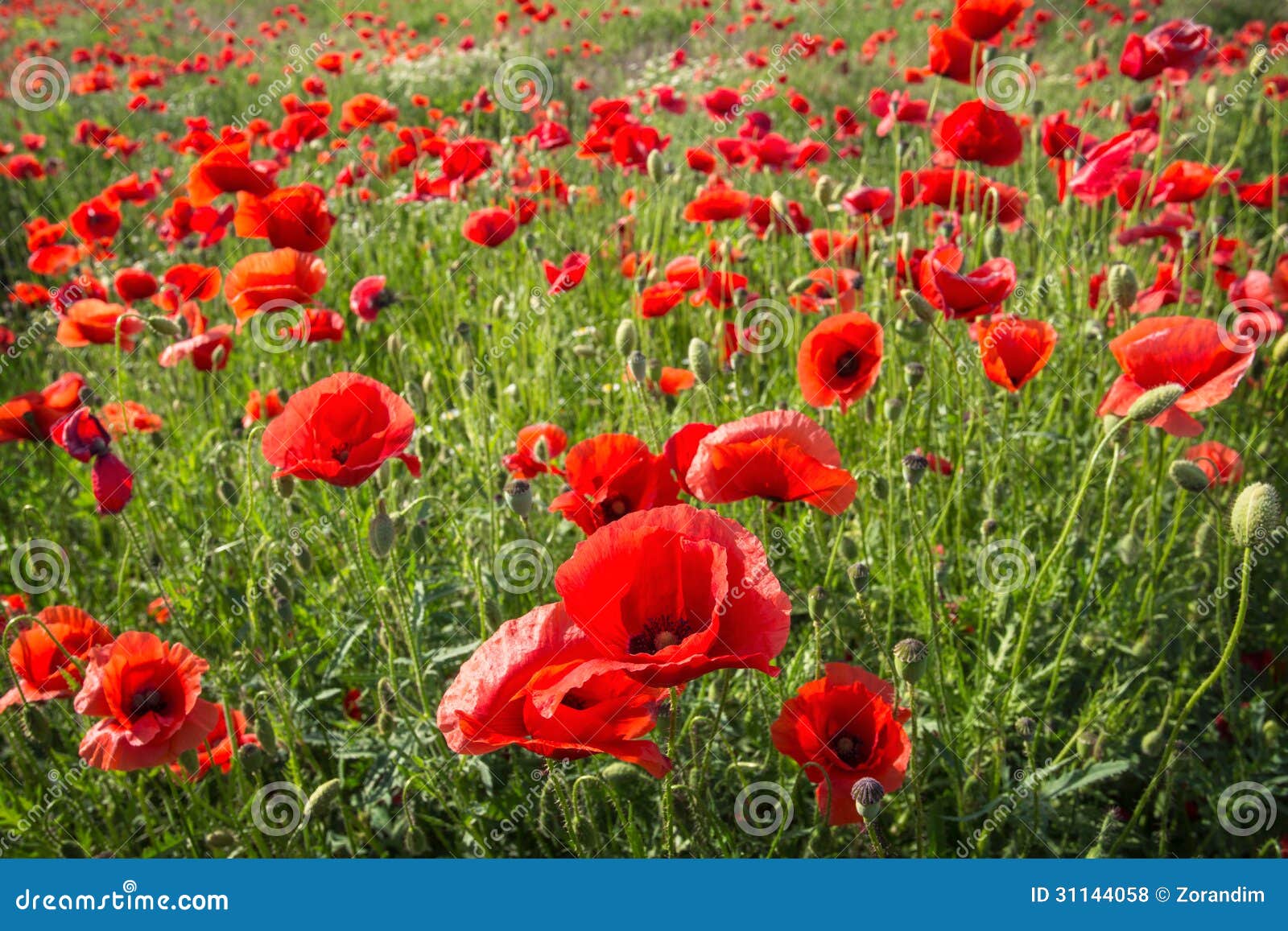 Field of Corn Poppy Flowers Stock Photo - Image of color, flora: 31144058