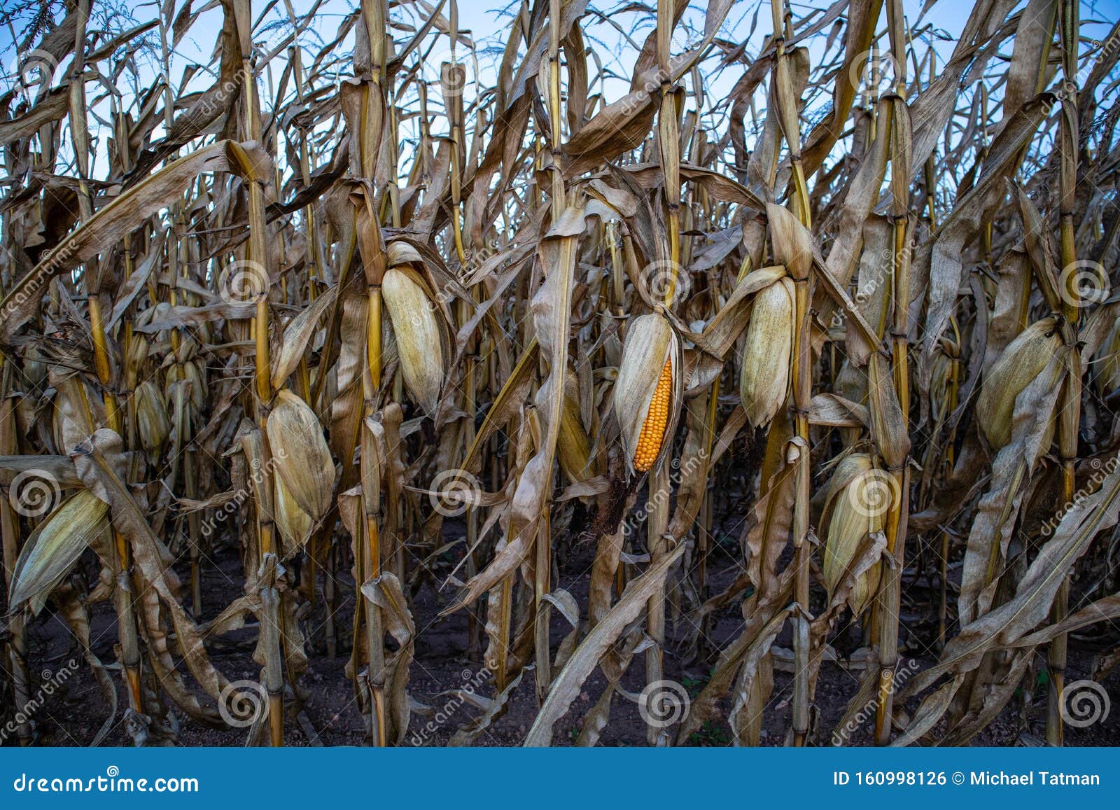 Field Corn Ready for Harvest in October Stock Photo - Image of autumn ...