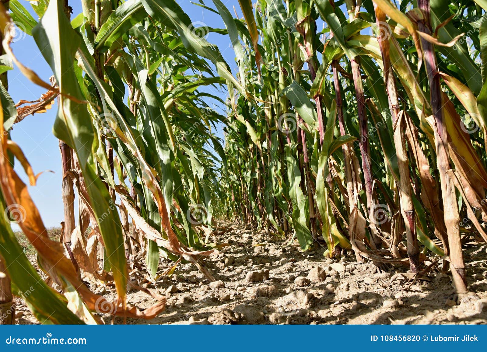 Field with Corn. Roots of Mature Corn Cobs. Stock Photo - Image of ...