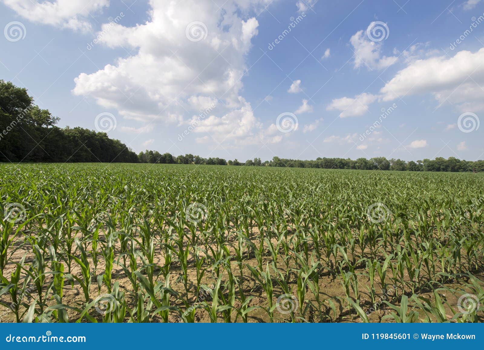 Field corn,row crop stock image. Image of corn, farm - 119845601