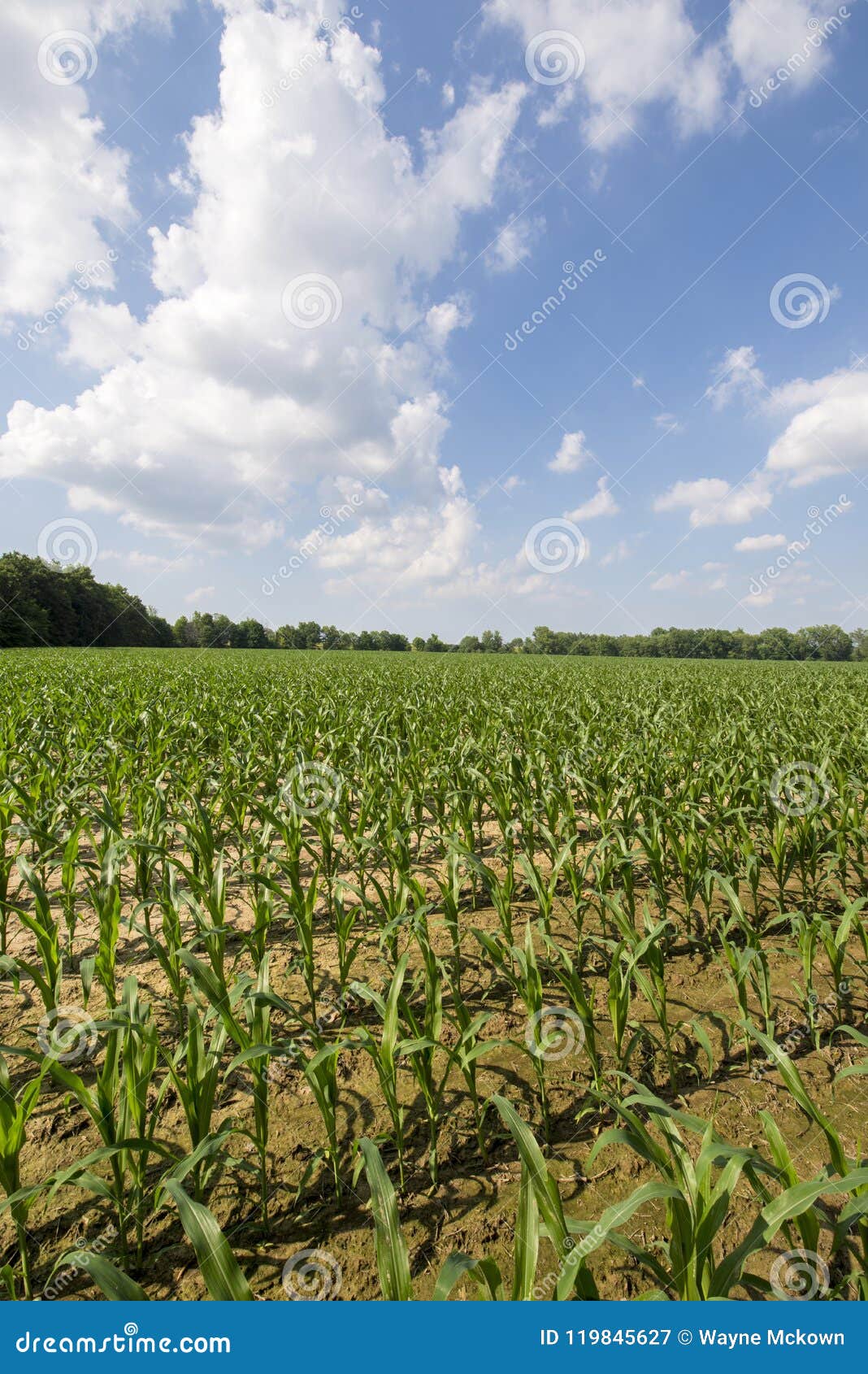 Field corn,row crop stock image. Image of countryside - 119845627