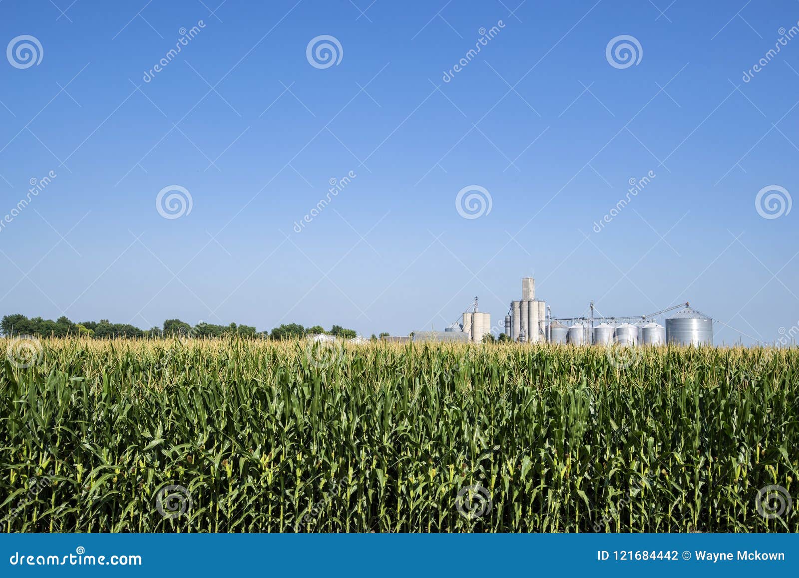Field corn,row crop stock photo. Image of field, growing - 121684442