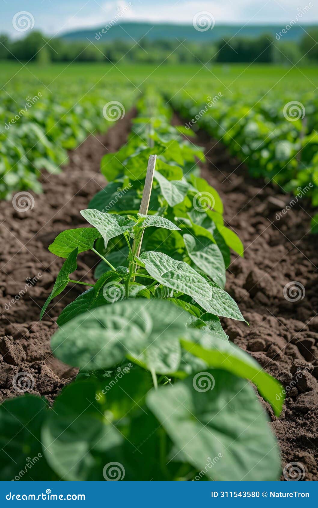 Field of Corn Rows of Plants Stock Illustration - Illustration of plant ...