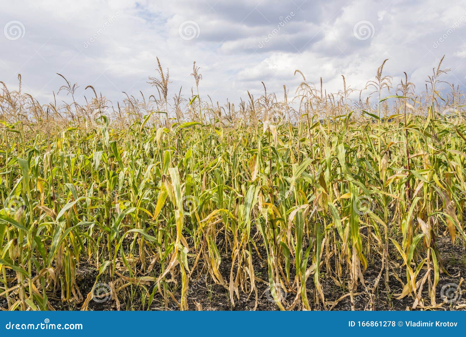 Corn Field in Russia in the Fall Stock Photo - Image of grass, growth ...
