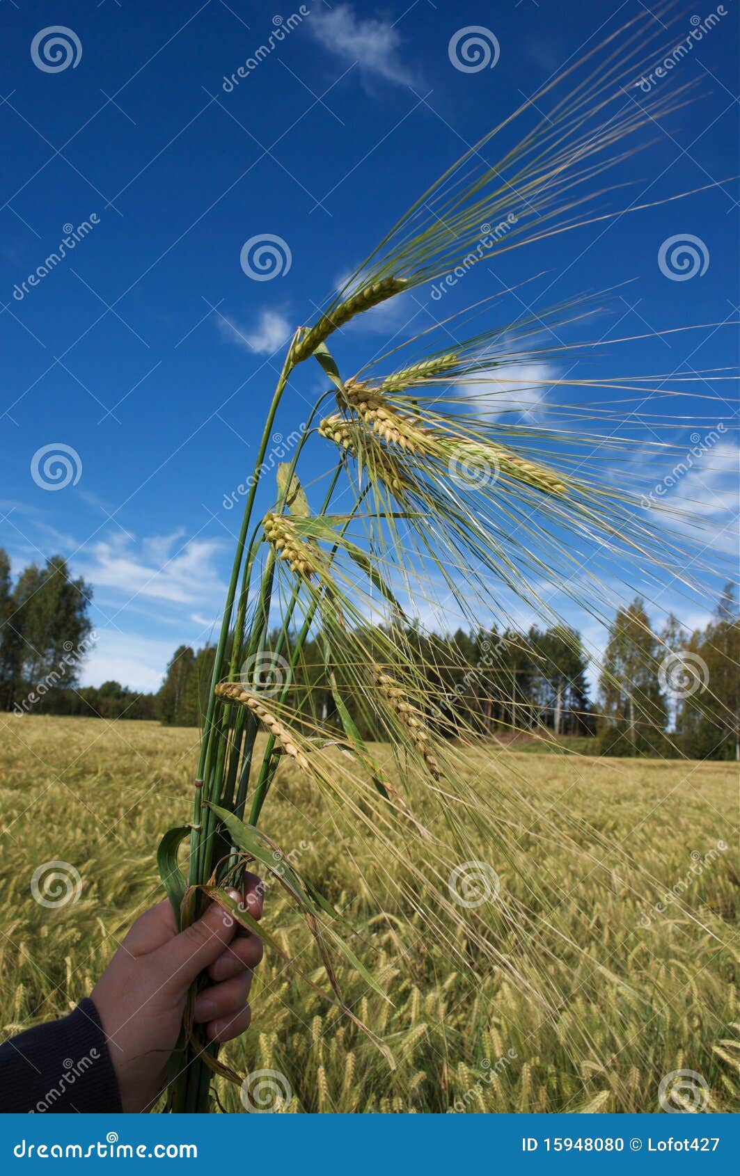 Field corn rye stock photo. Image of full, blue, field - 15948080