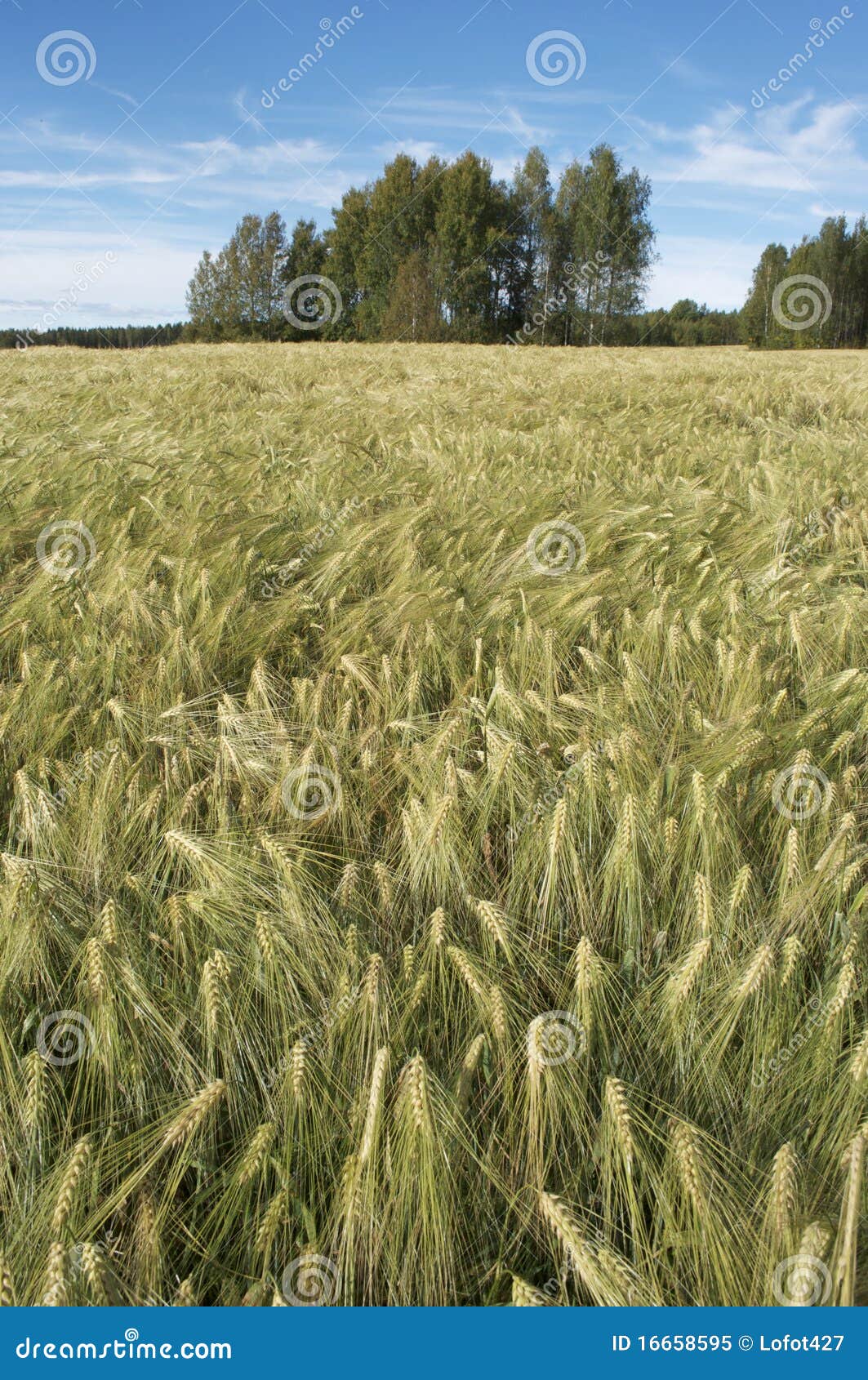 Field corn rye stock image. Image of color, area, light - 16658595