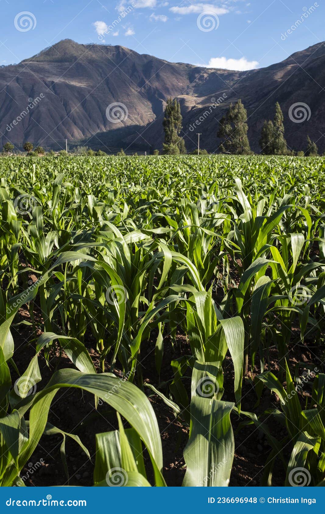 Field of Corn in Sacred Valley, Cusco. Stock Photo - Image of grain ...
