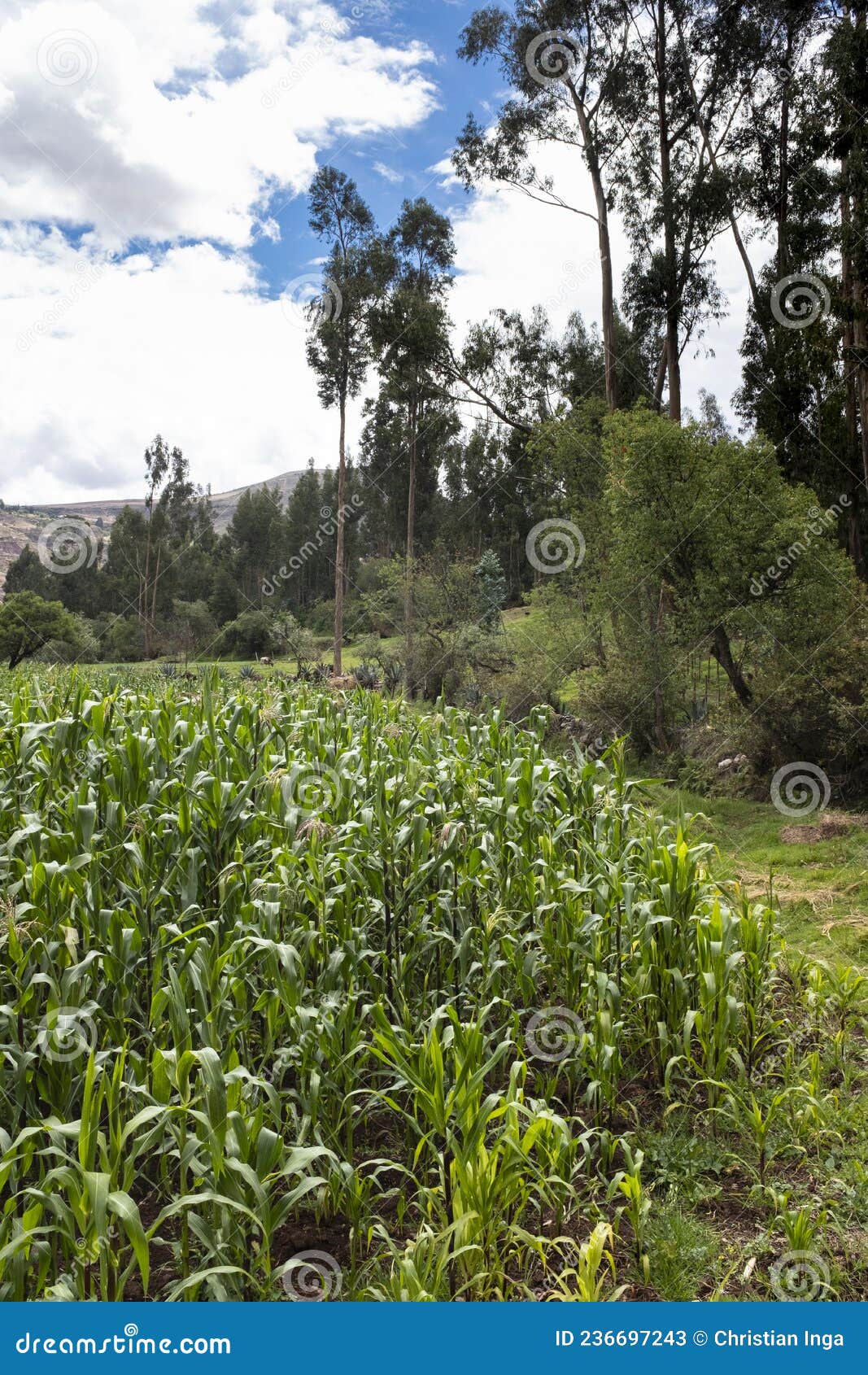 Field of Corn in Sacred Valley, Cusco. Stock Image - Image of cuzco ...