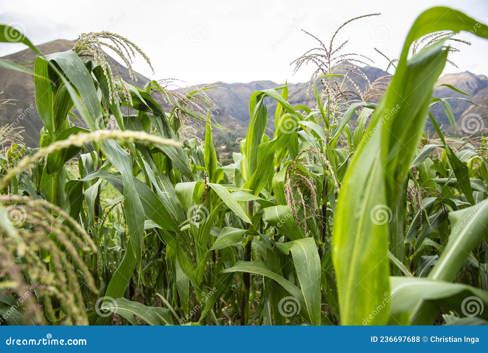 Field of Corn in Sacred Valley, Cusco. Stock Photo - Image of america ...