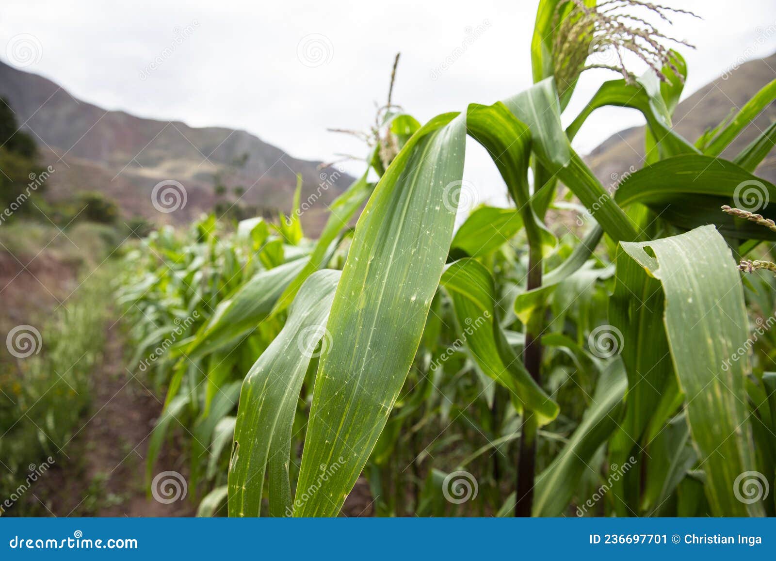 Field of Corn in Sacred Valley, Cusco. Stock Image - Image of cereal ...