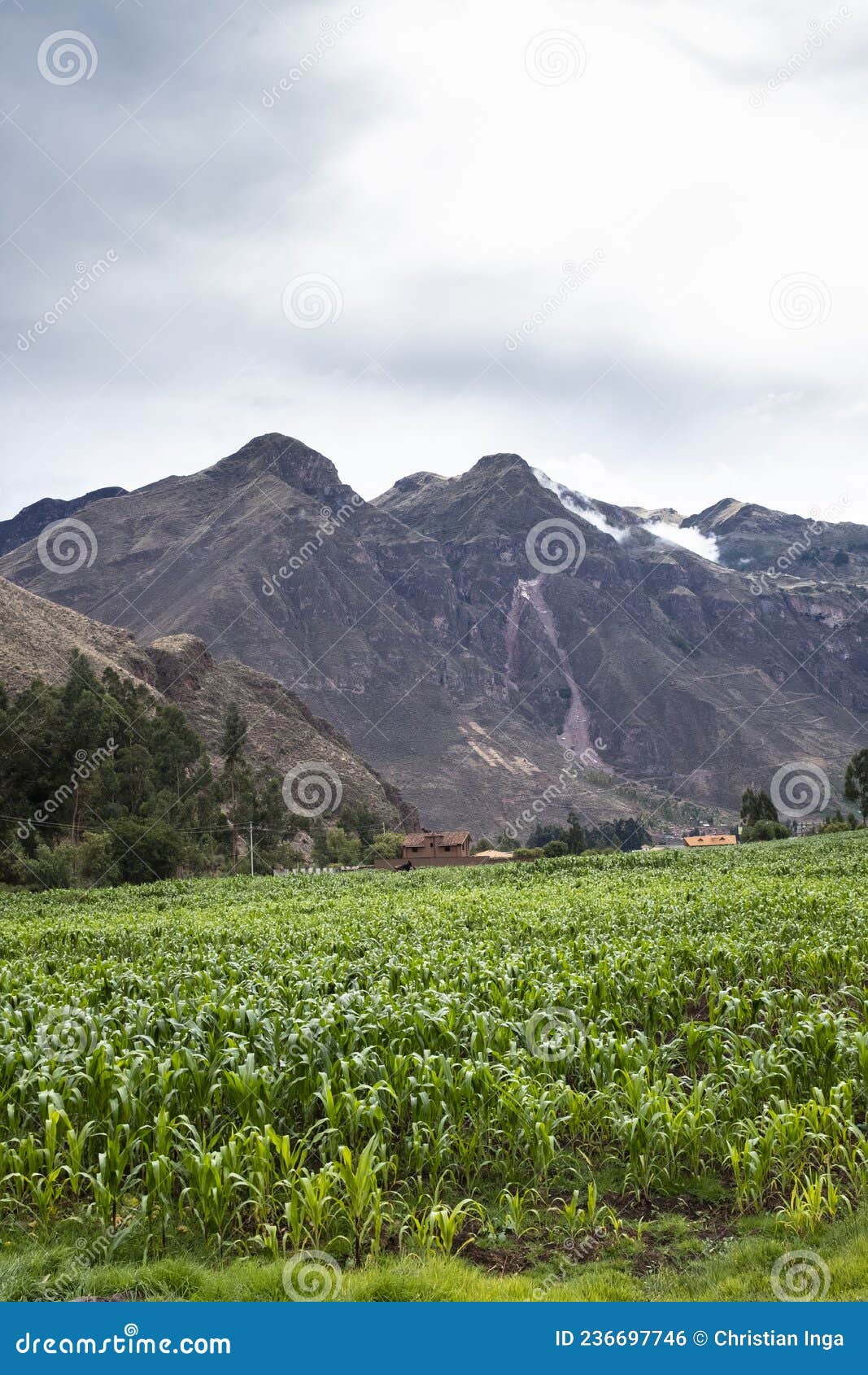 Field of Corn in Sacred Valley, Cusco. Stock Photo - Image of land ...
